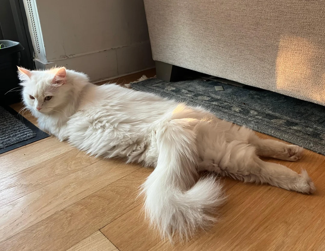 Discover more like Floof: floofy sploot and Related Content | Scrolller