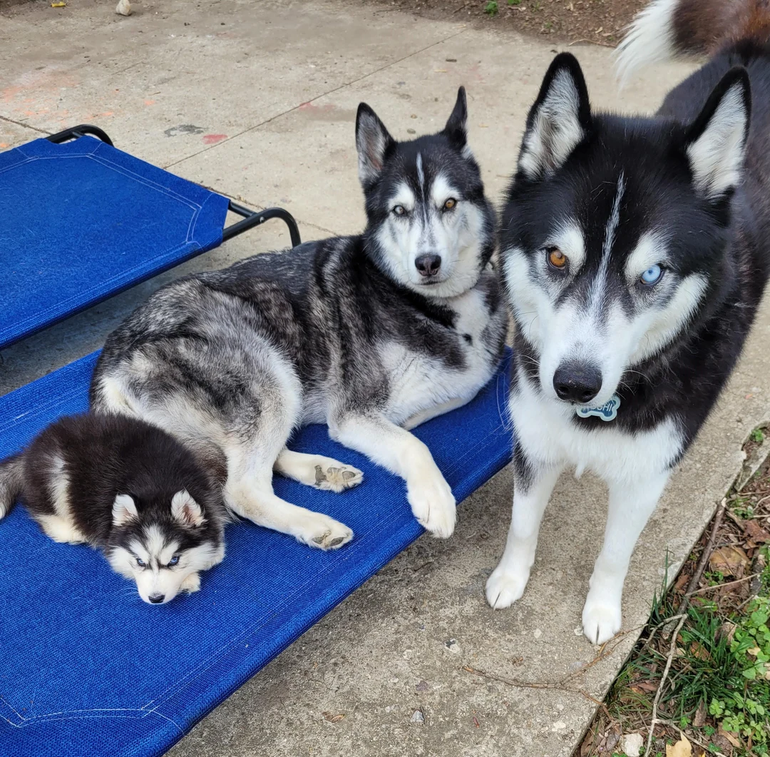 New member joining the crew. | Scrolller