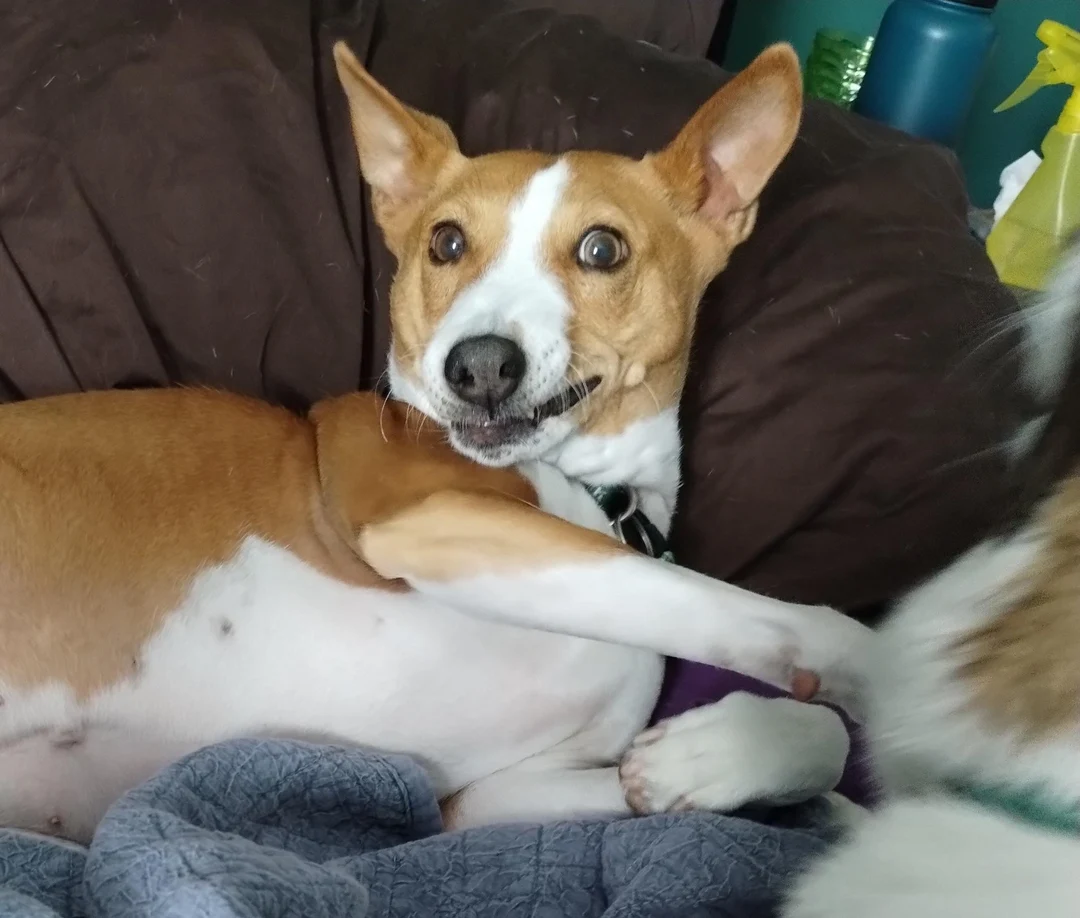 Trixie, is, well…a special Basenji. This is her face while being yelled at for sleeping on our ...
