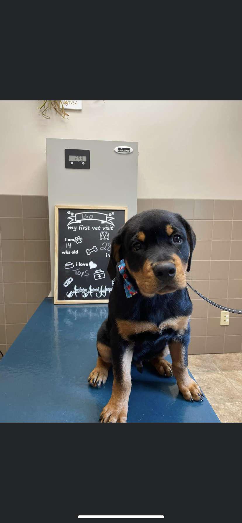 first vet visit | Scrolller