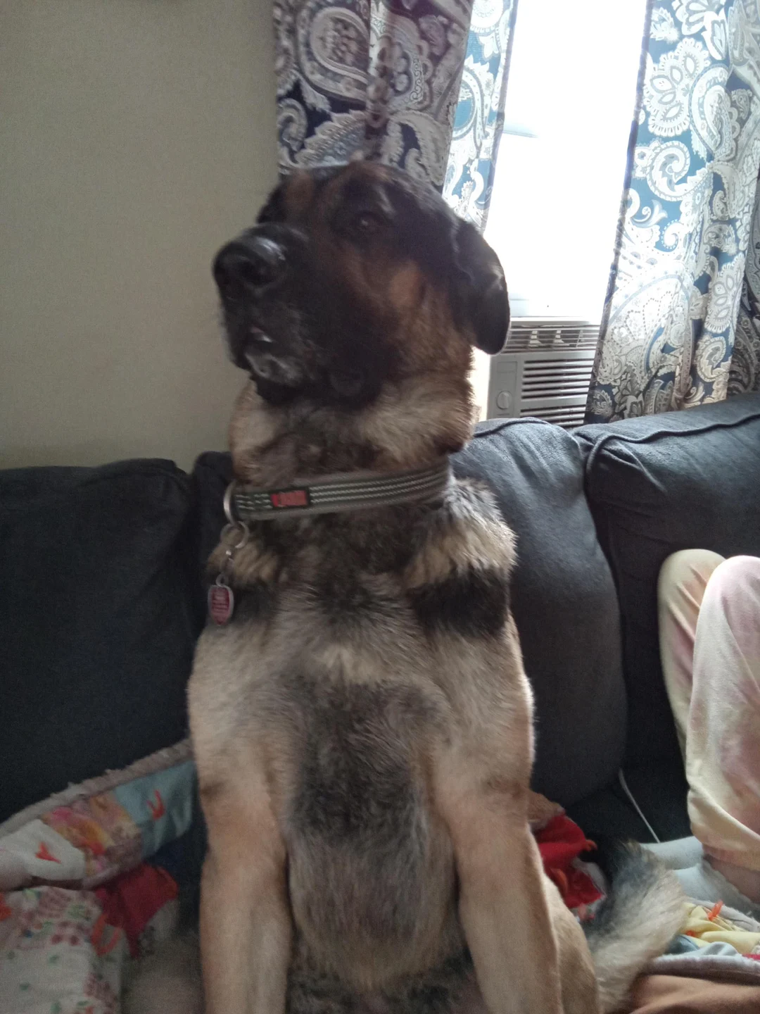 My dog is flabbergasted | Scrolller