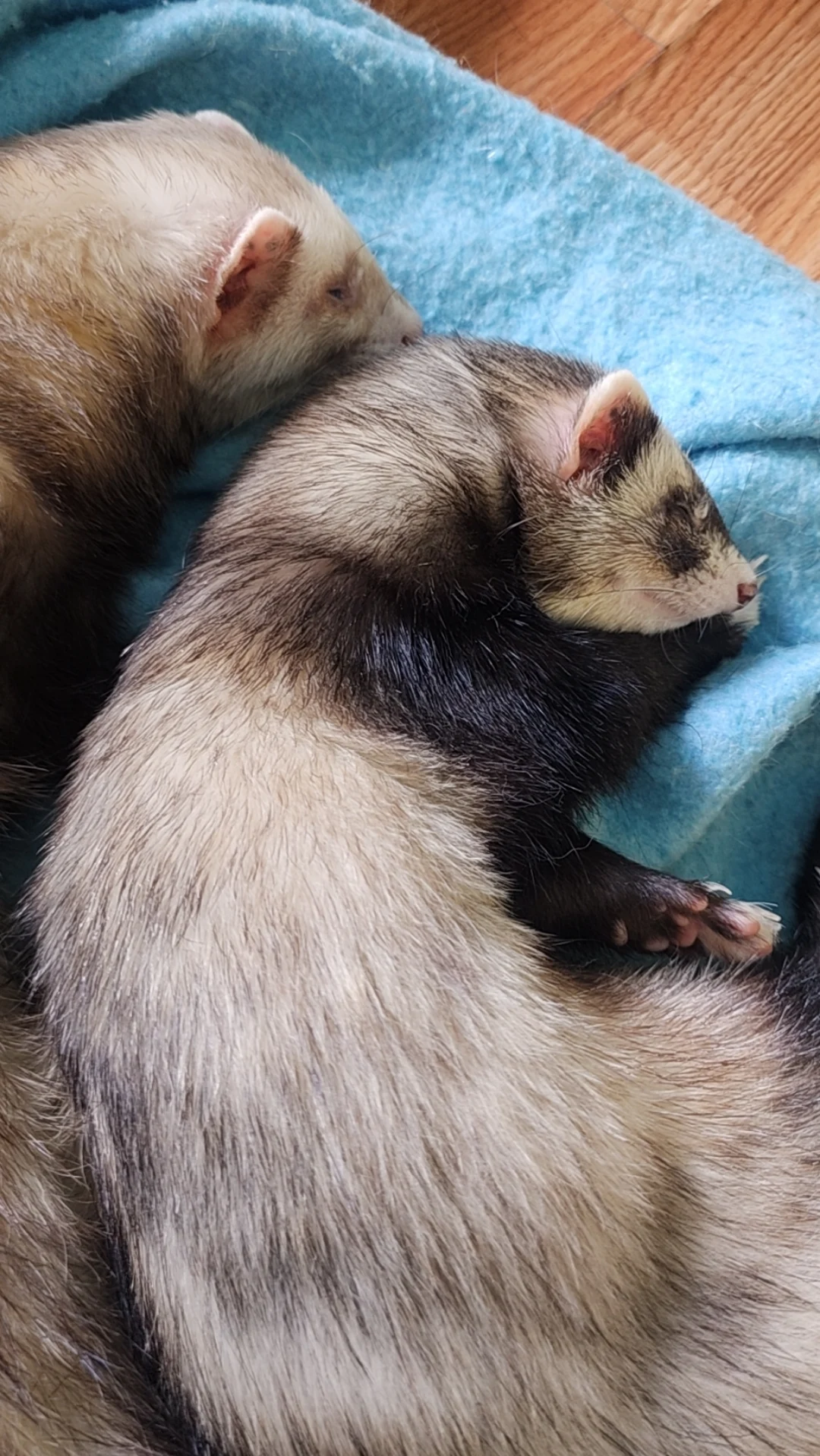 How to wash ferret bedding with shedding? | Scrolller