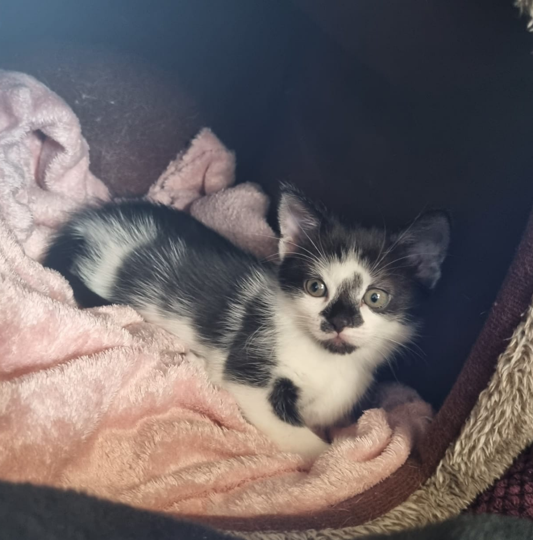 Smol bean :3 | Scrolller