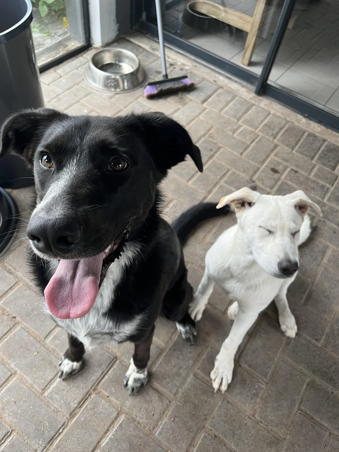 My dog stepped on a bee. | Scrolller