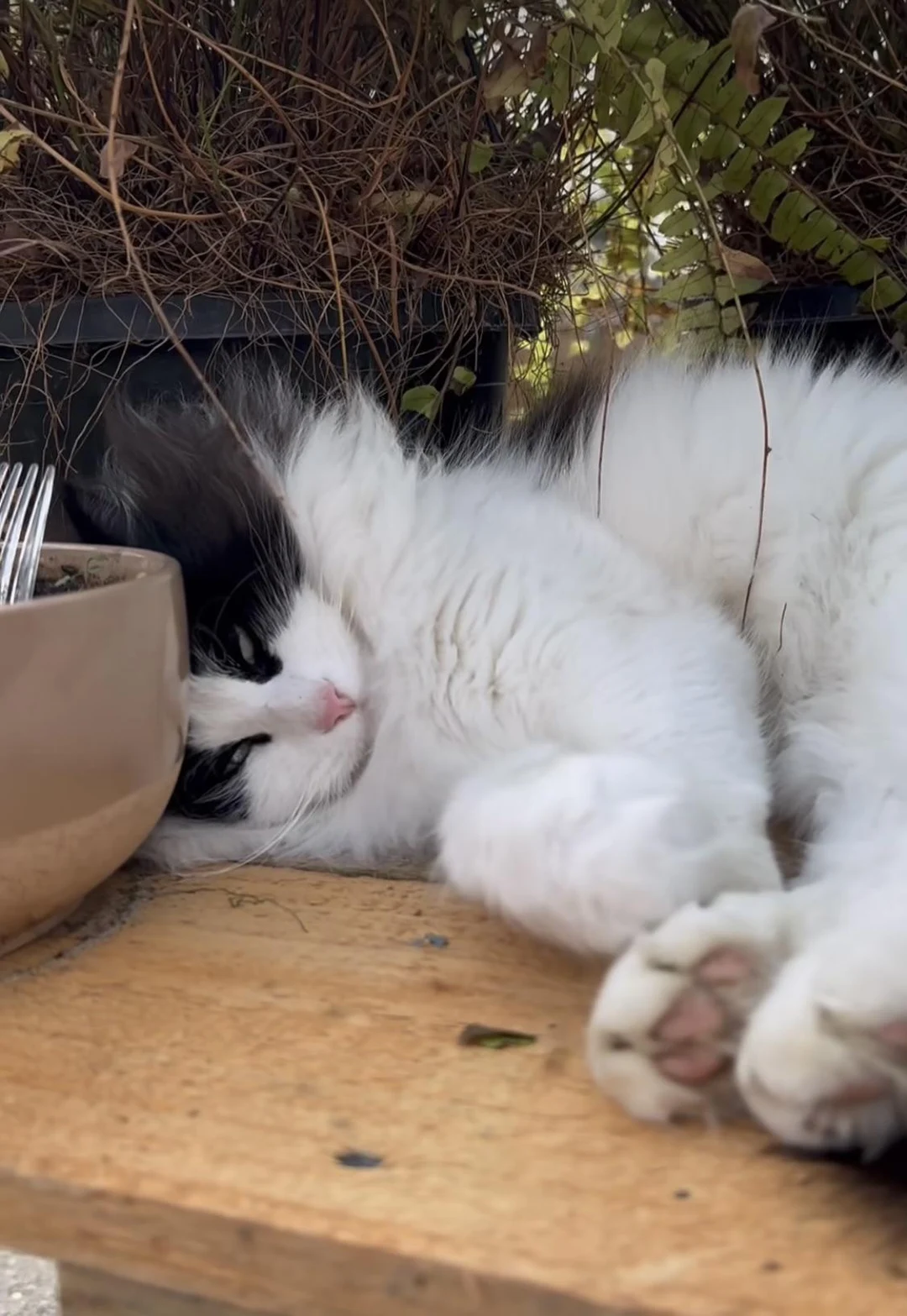 This sucker is always in our pots. Video link below. | Scrolller