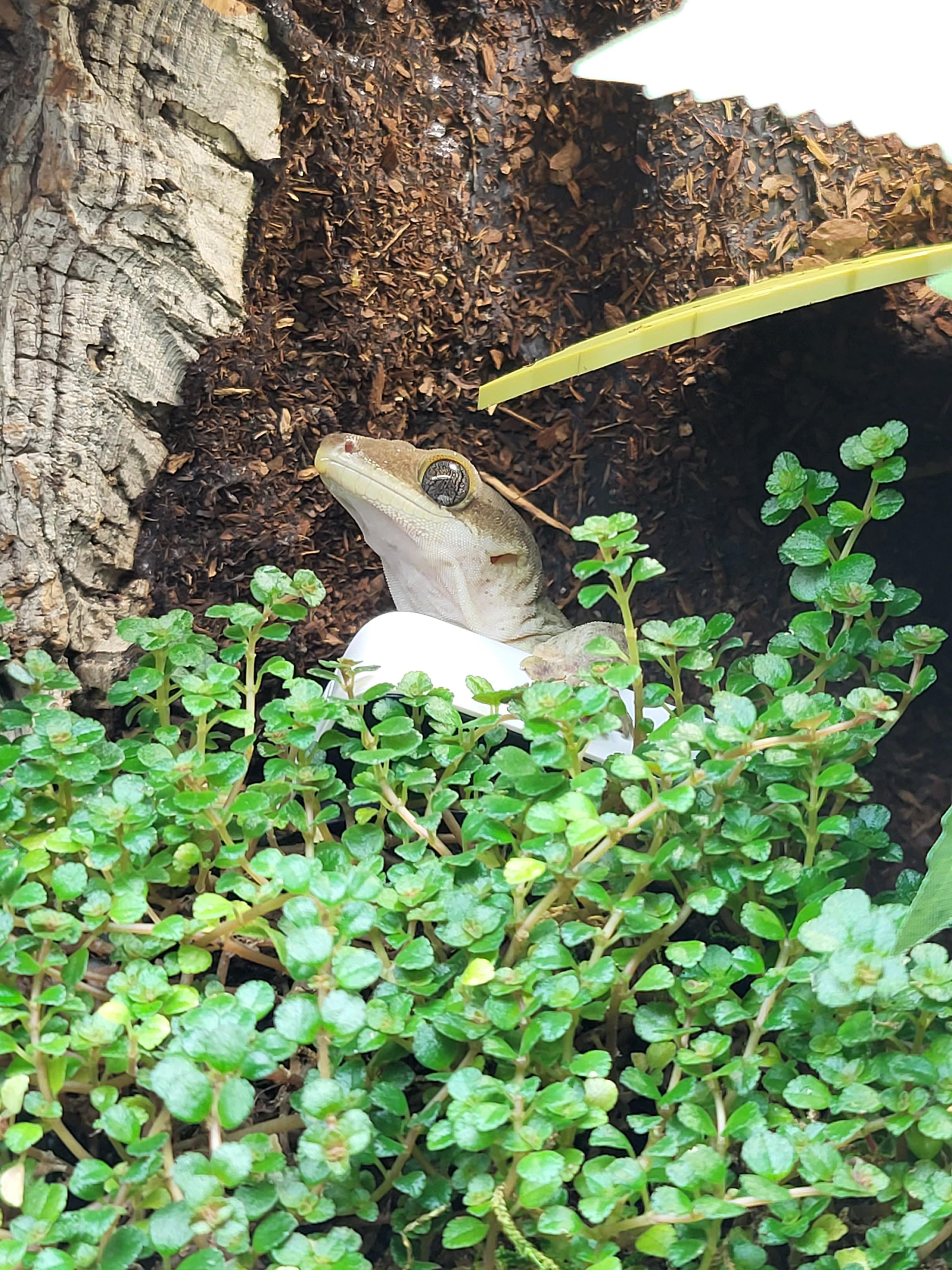 Head empty. No thoughts. | Scrolller