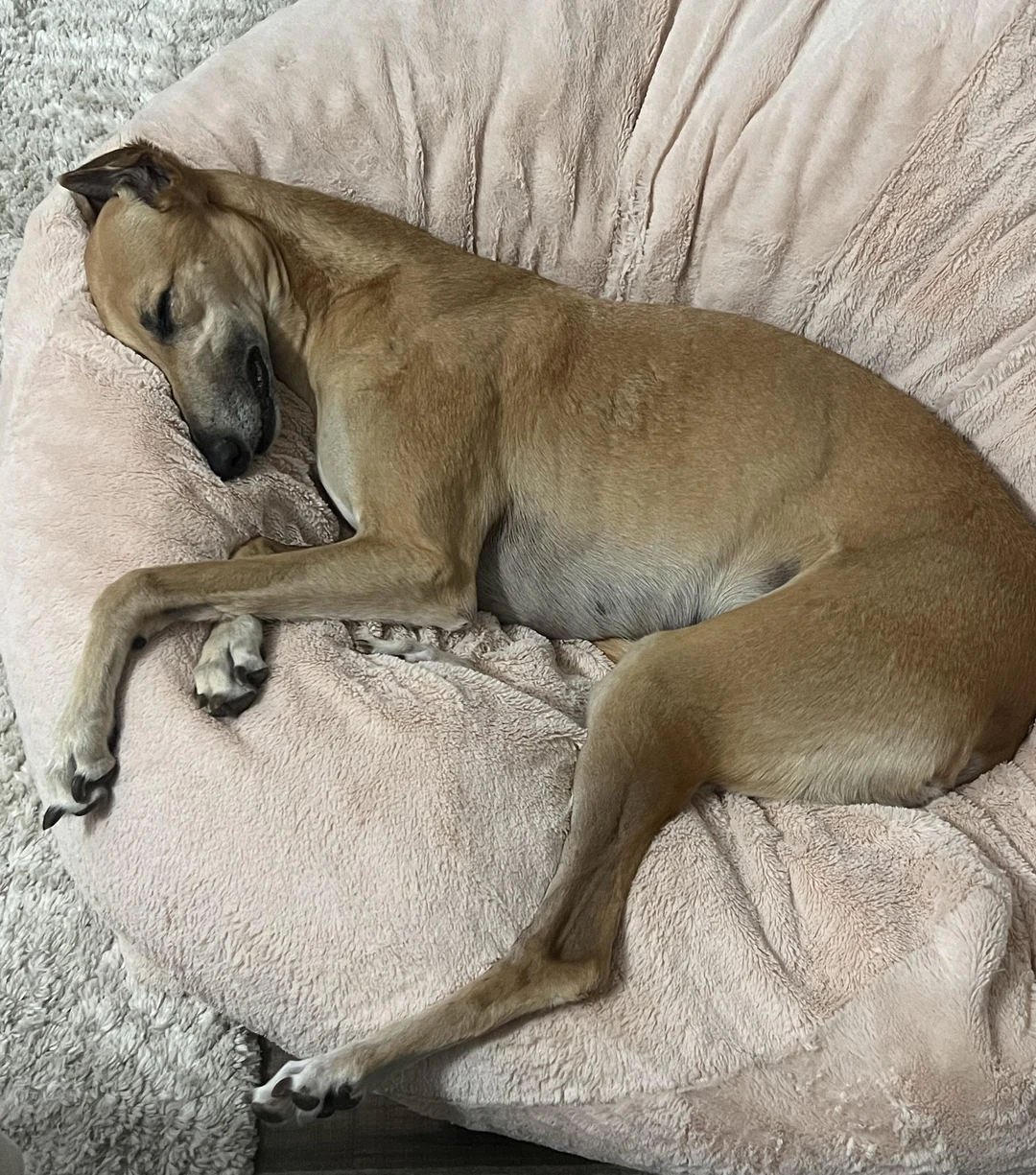 A wet noodle takes her post bath nap 😴 | Scrolller