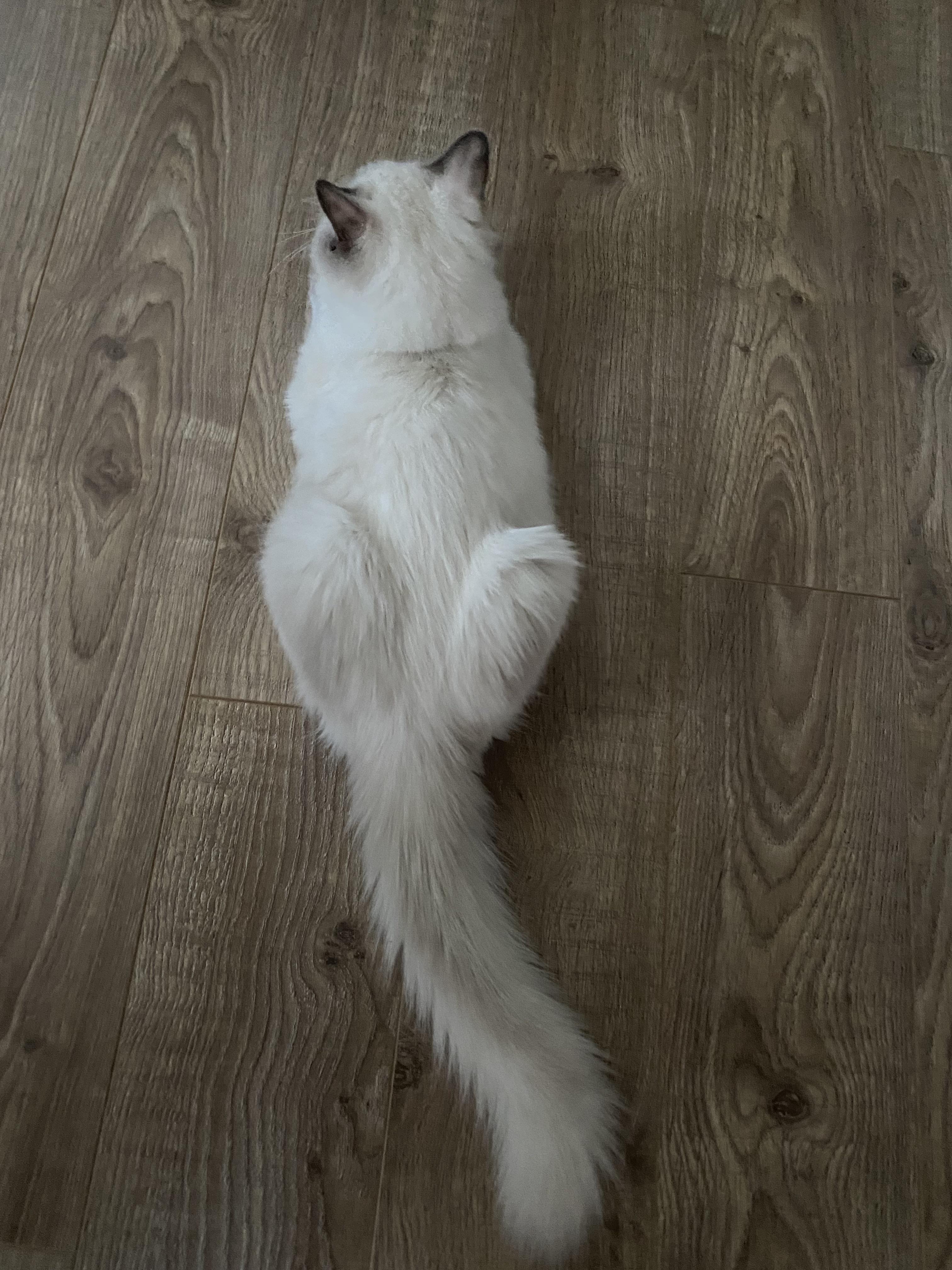 Extended loaf | Scrolller