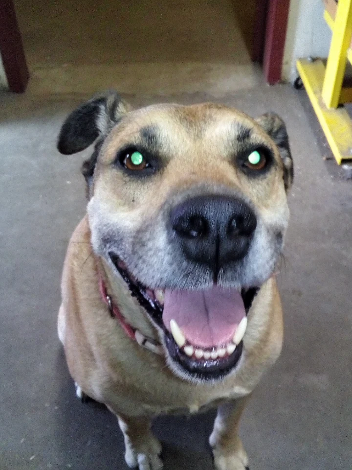 My pupper. She is 8. | Scrolller