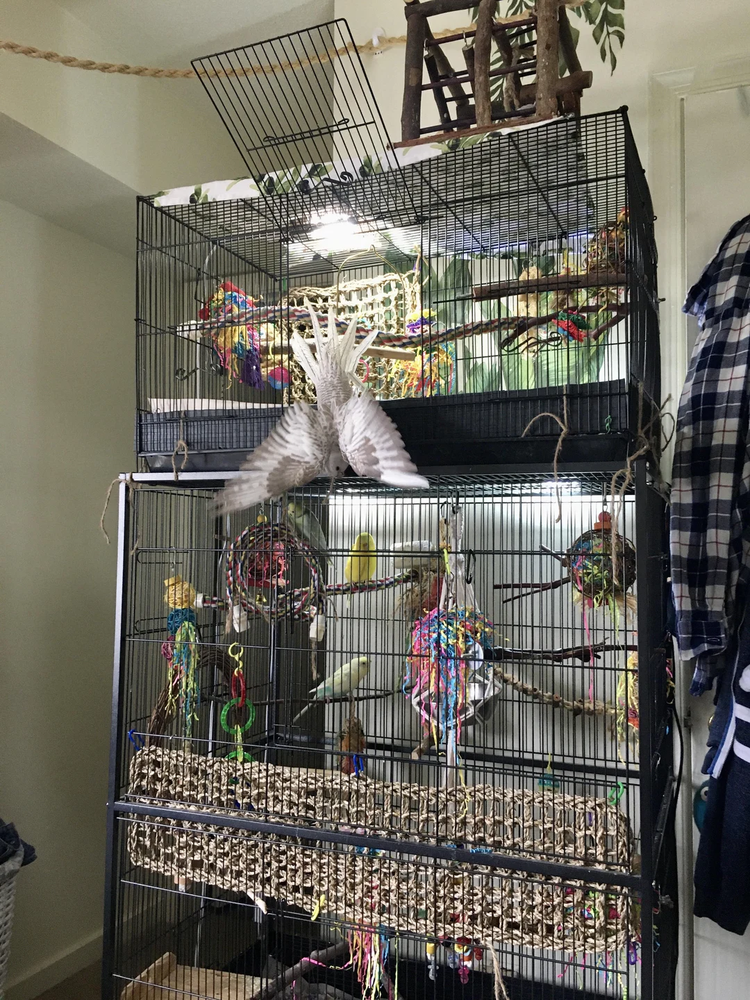 Anyone else’s velociraptor like to open their wings and just hang out? I call it big wings ...