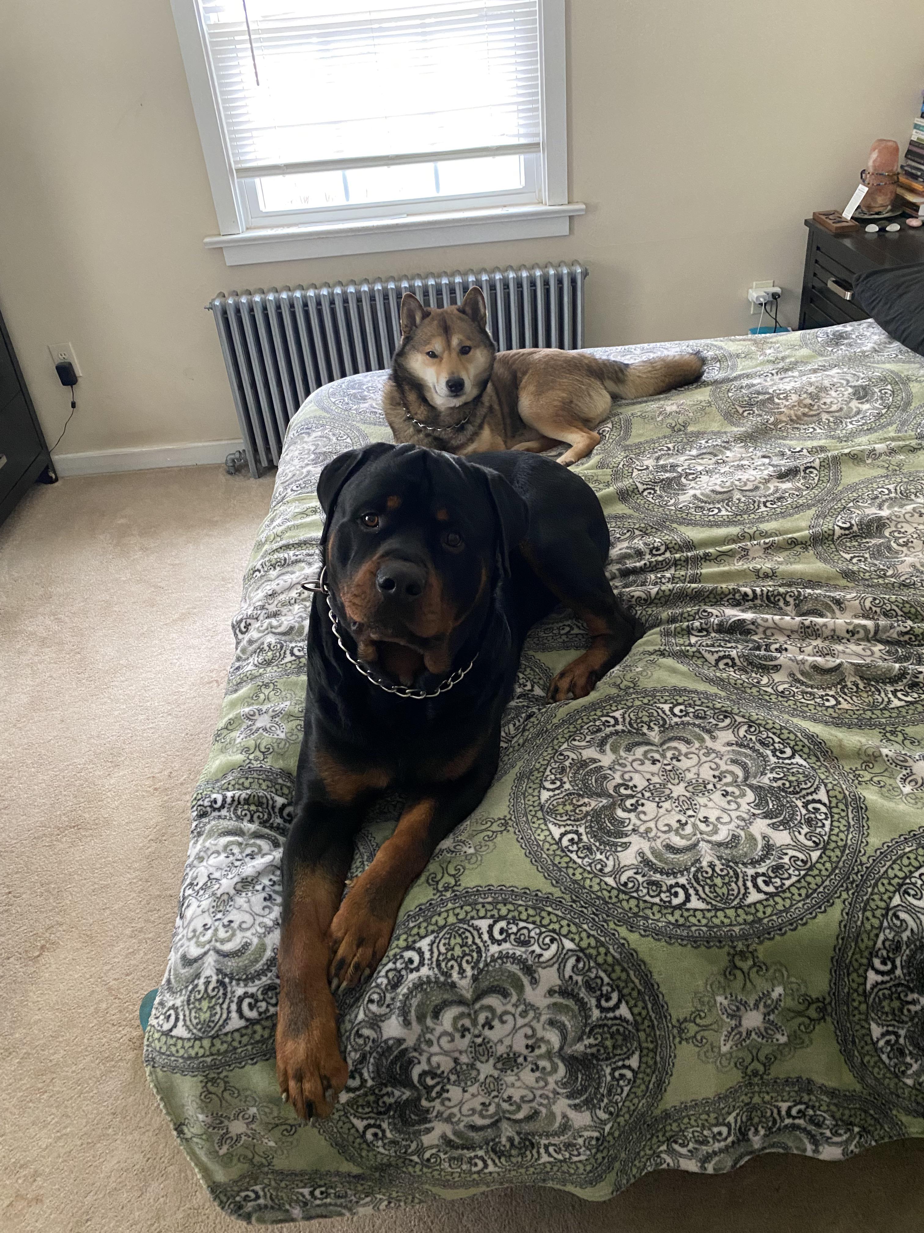 Riley & his big little brother Rogan | Scrolller