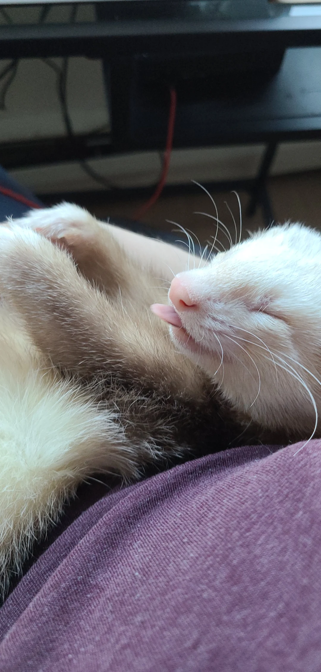 One heckin' of a blep | Scrolller