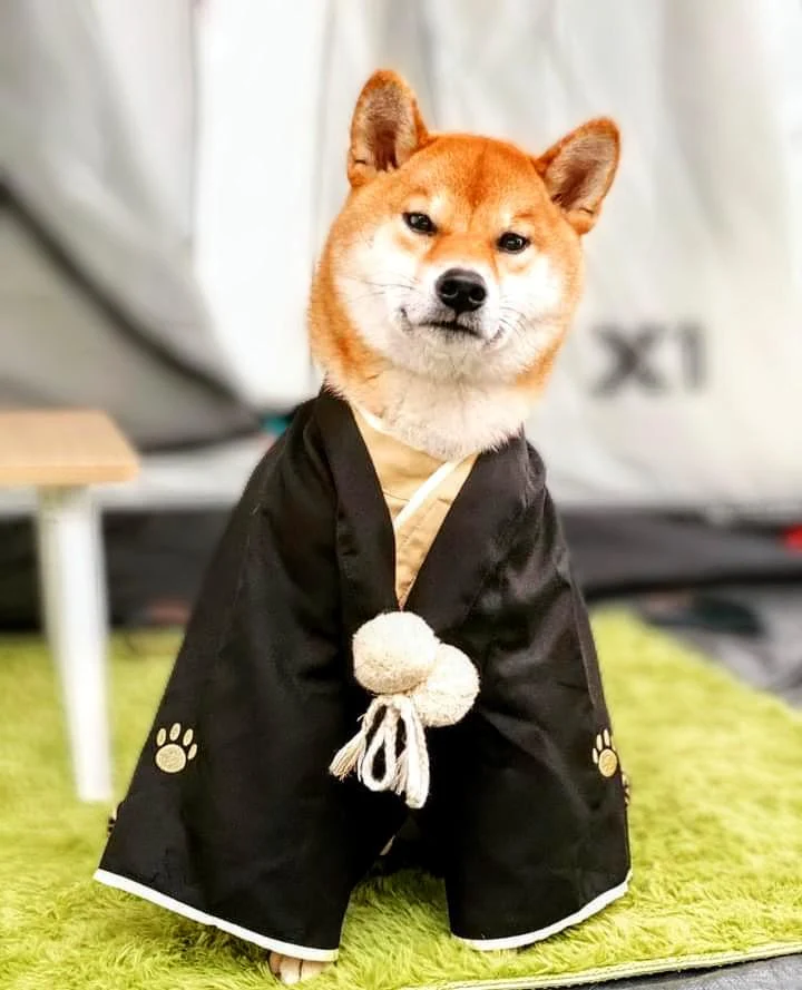 Shiba-rai | Scrolller