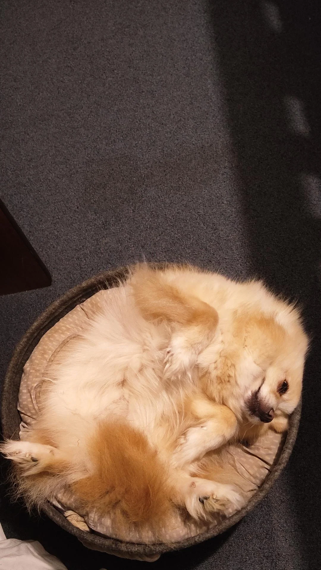 Halo being Derpy in her bed | Scrolller