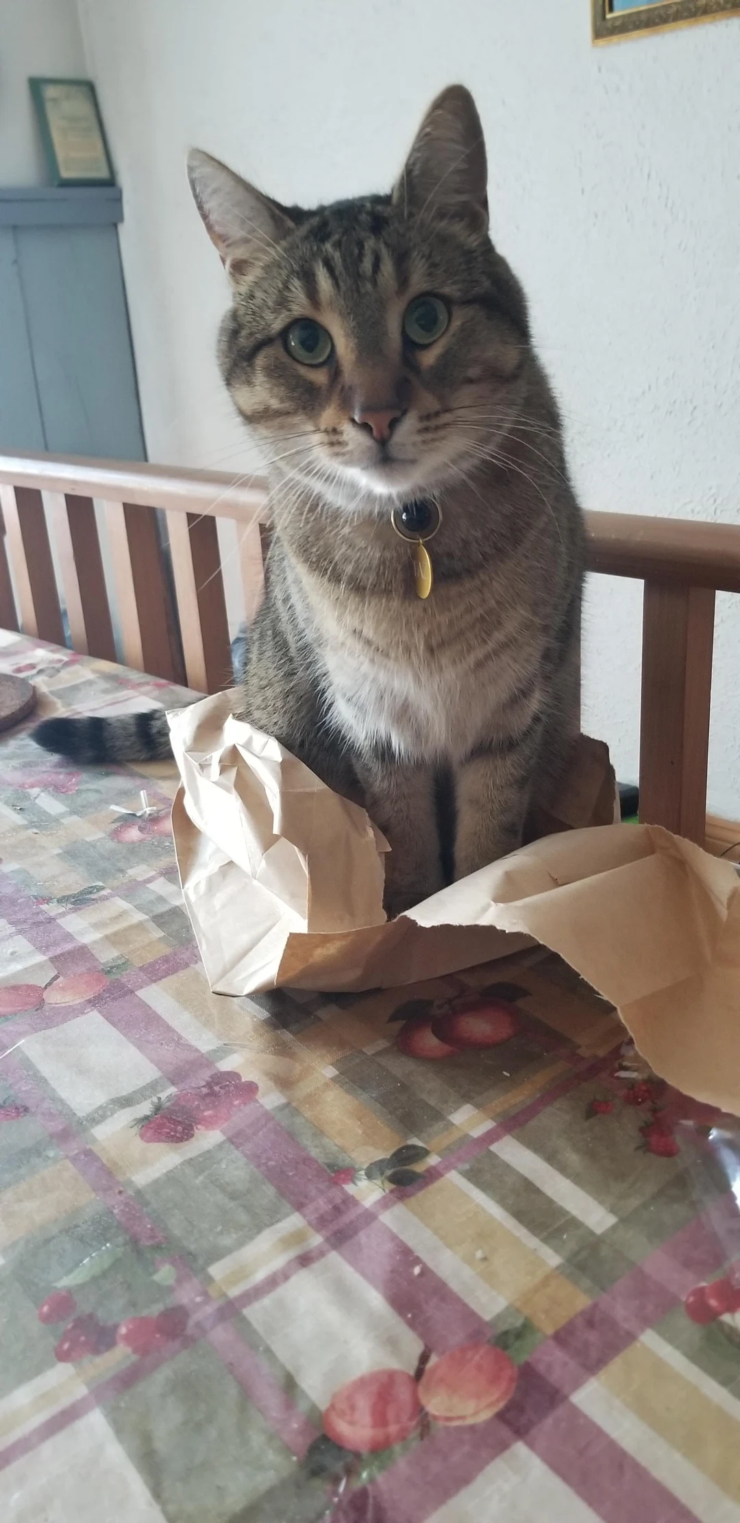 My SIC loves all the cat traps. | Scrolller