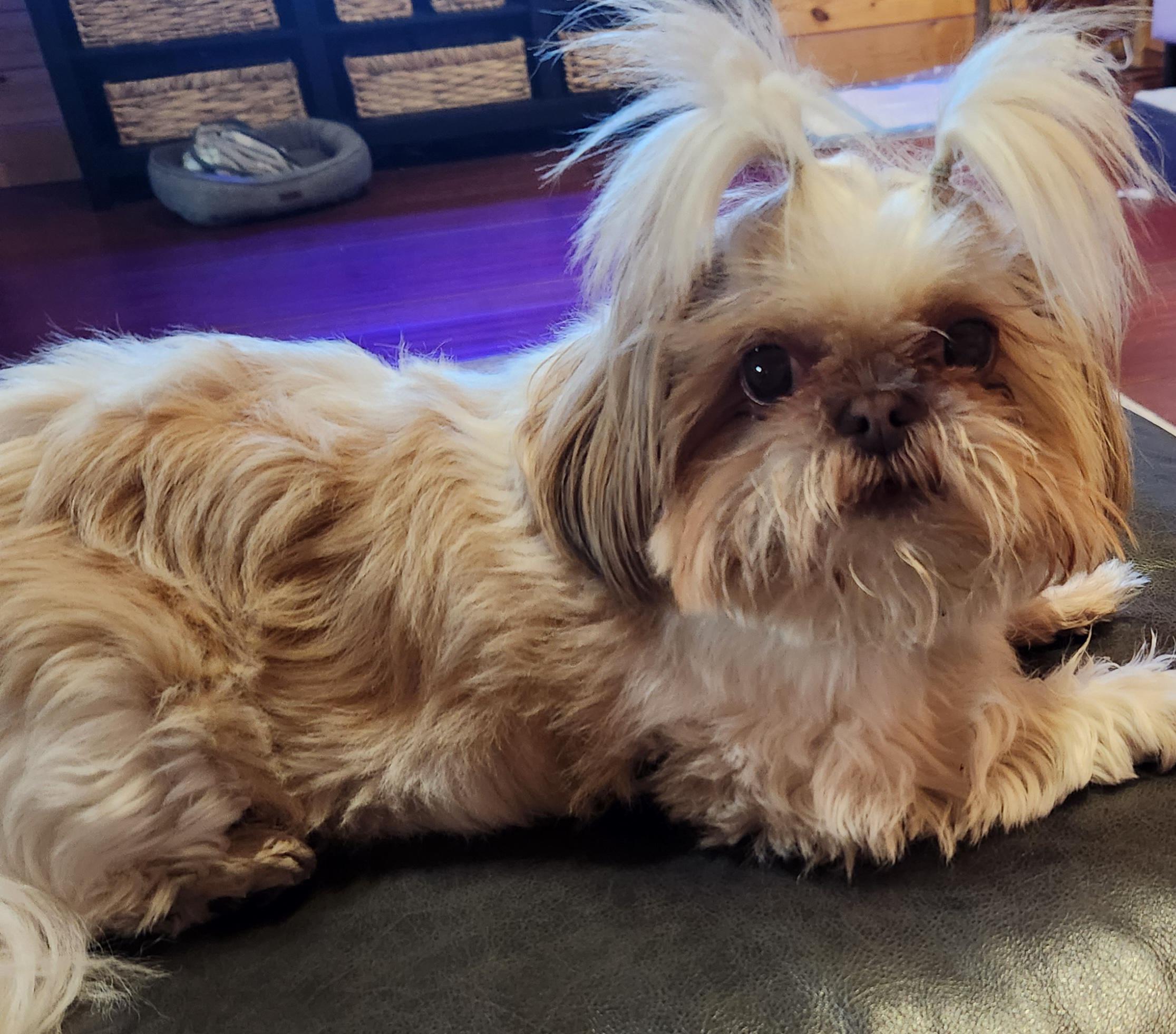 Winnie turned 7 today! | Scrolller