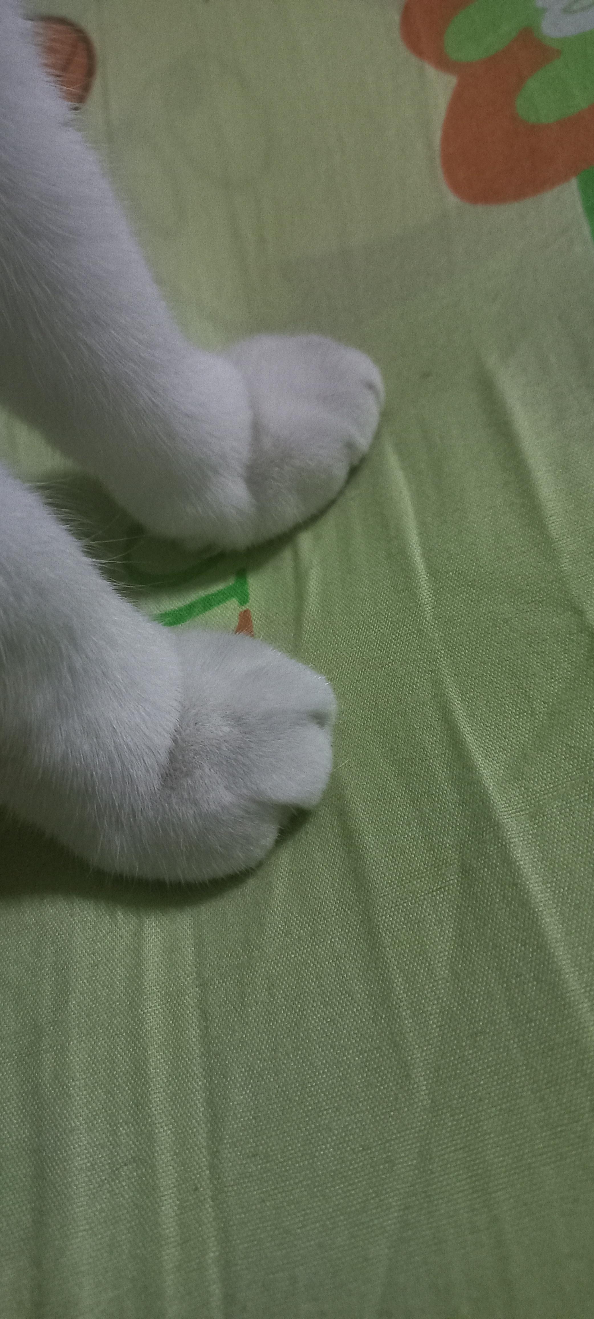 My cat's paws | Scrolller