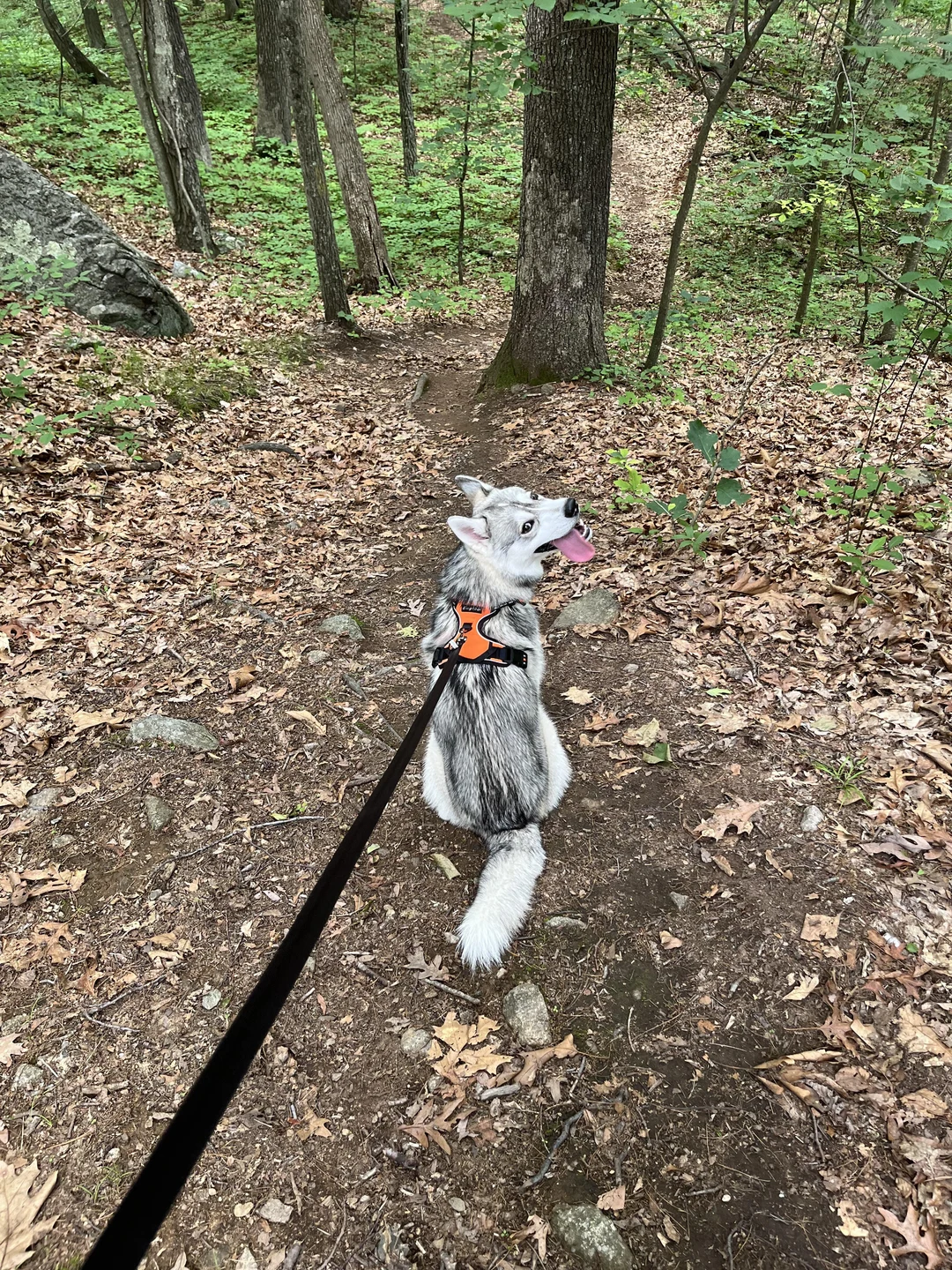 Our derpy boy ️ 8 months of power and love | Scrolller