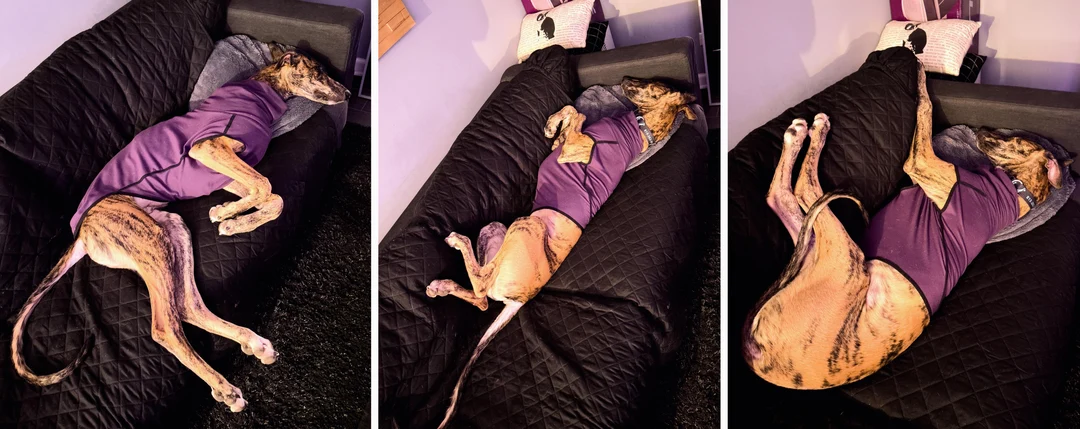 The many levels of greyhound comfort | Scrolller