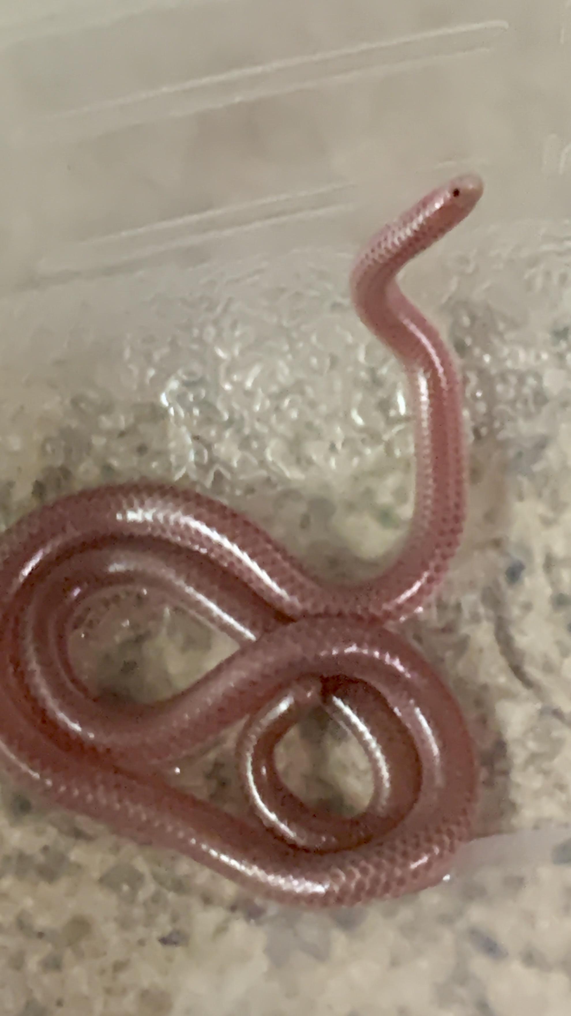 Is this a western thread snake? | Scrolller