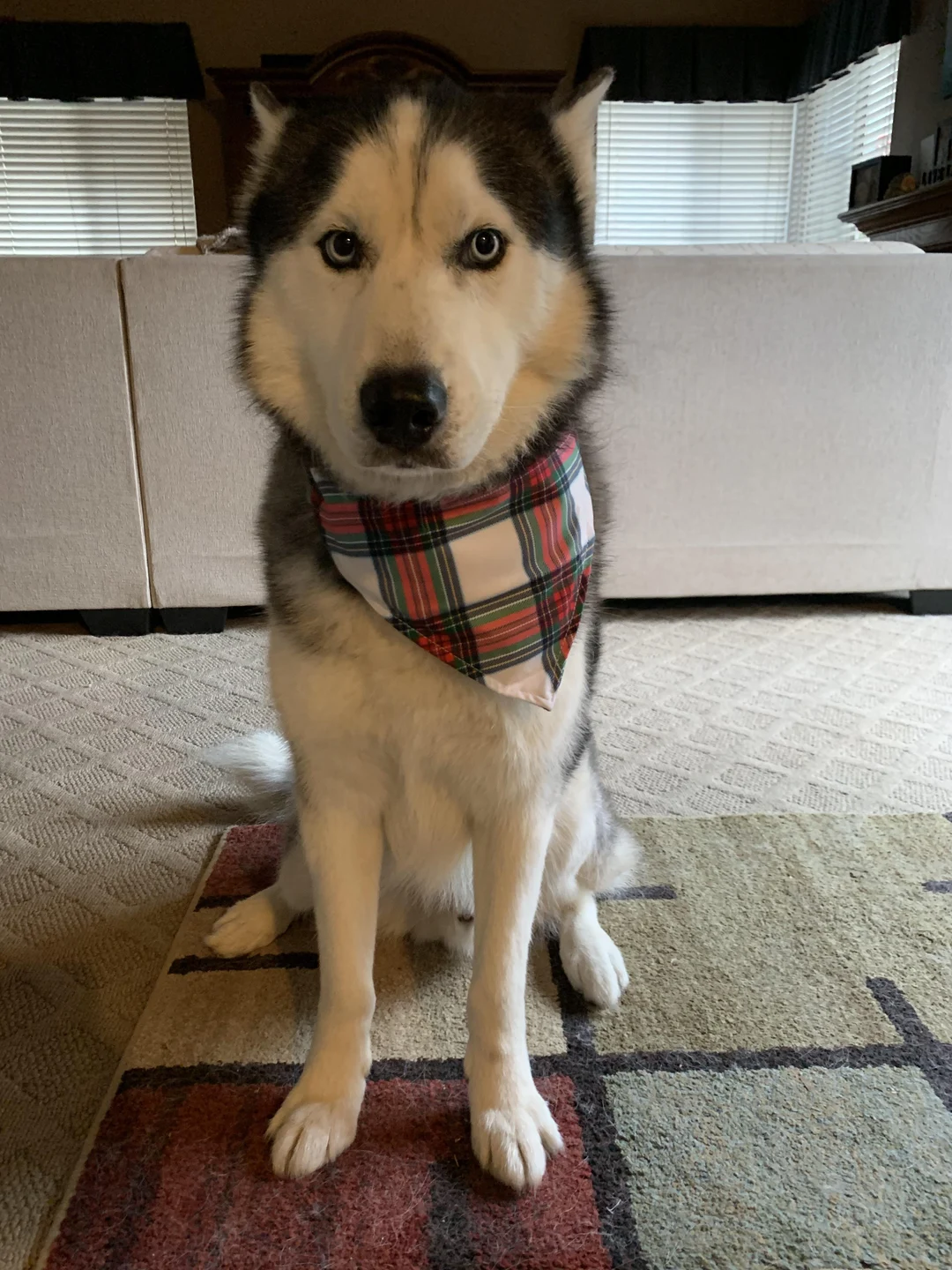 Meet Milo the Husky | Scrolller