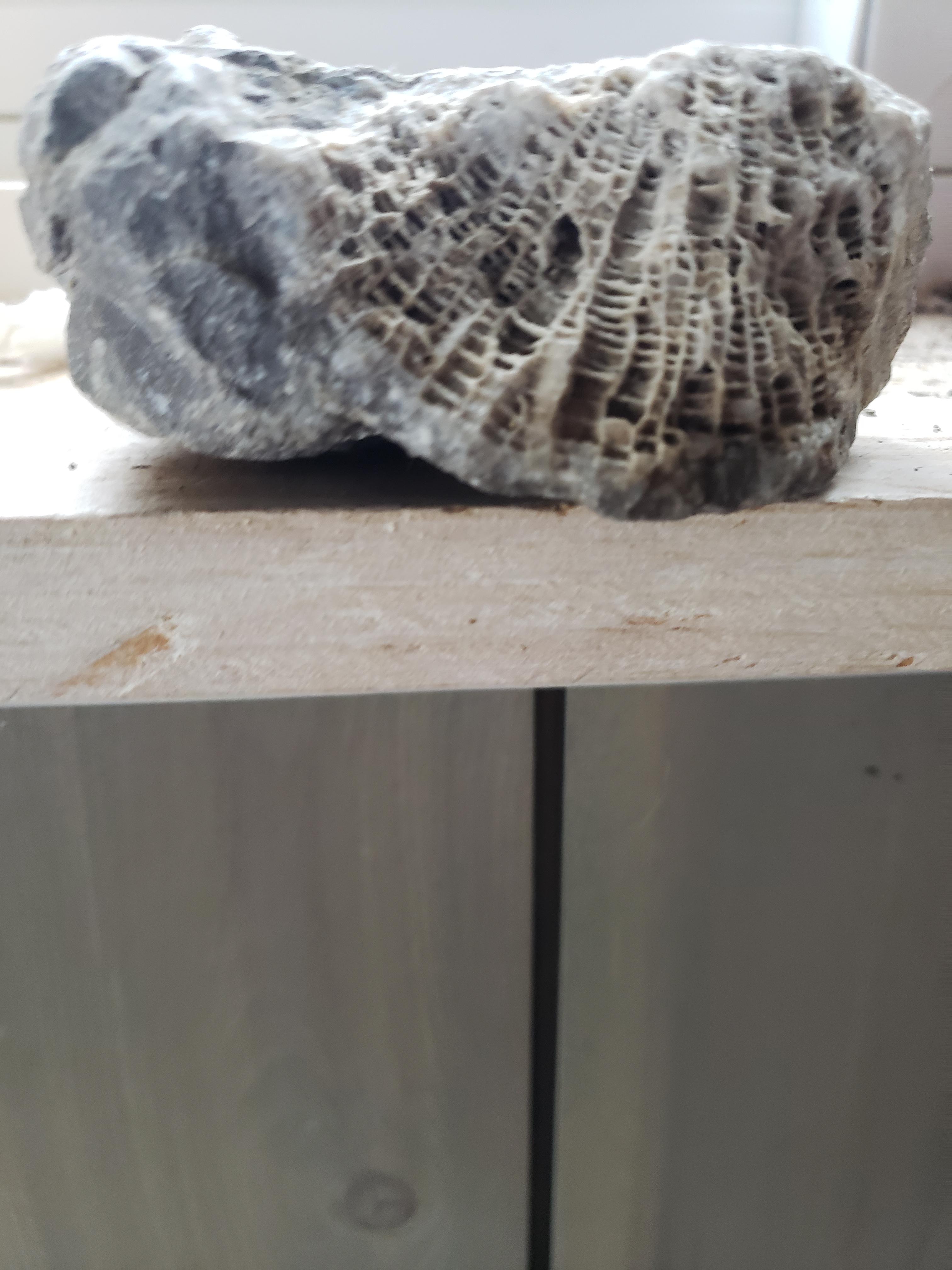 Some sort of fossil | Scrolller