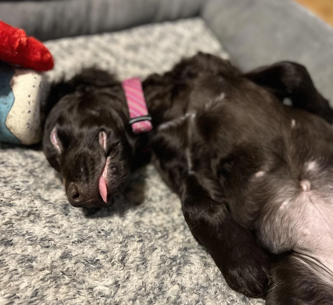 Derpy Dolly goes to bed. | Scrolller