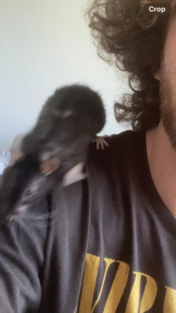 Discover more like RATS: SEE ya and Related Content | Scrolller