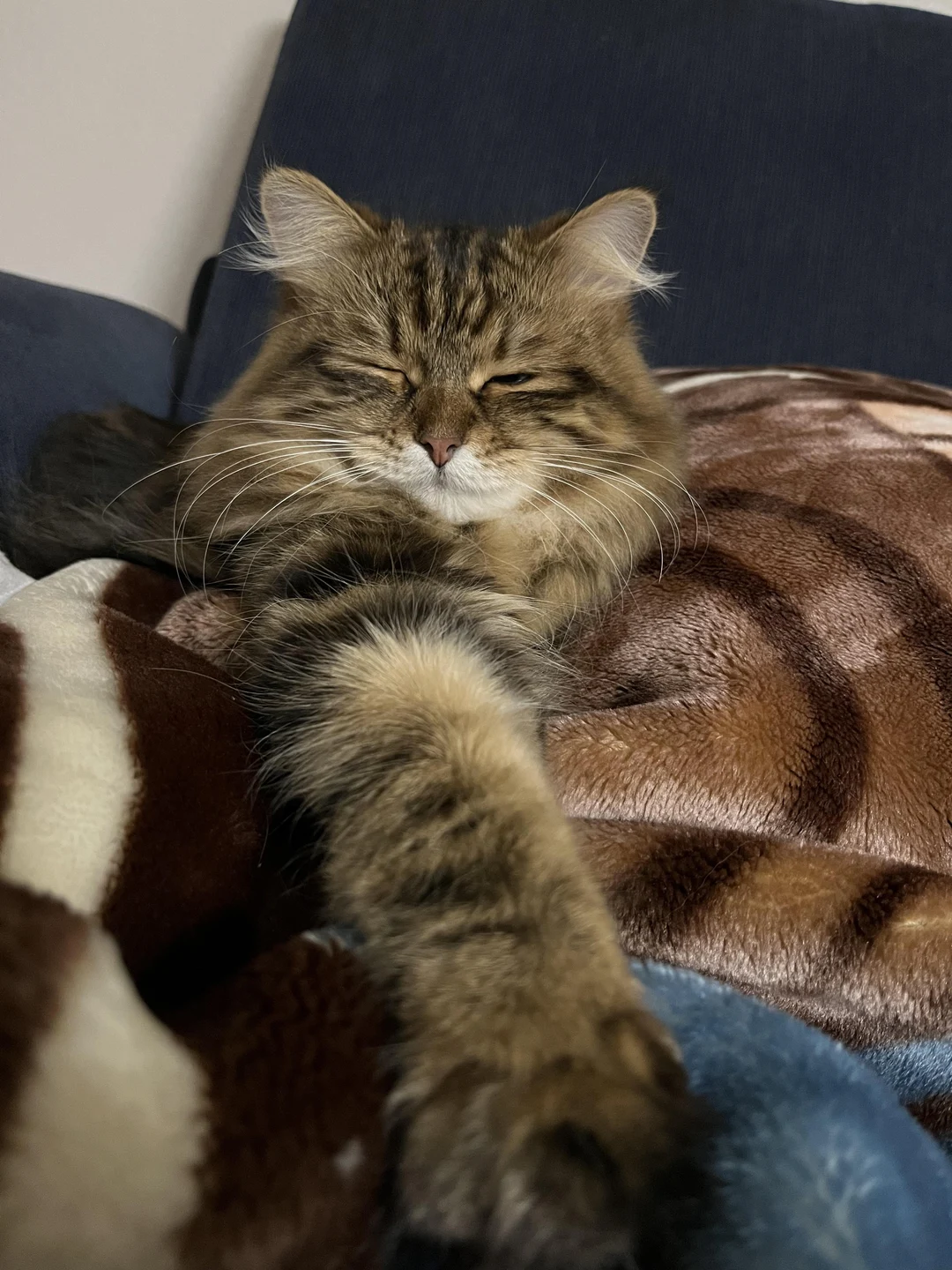 Your majesty, Mika | Scrolller