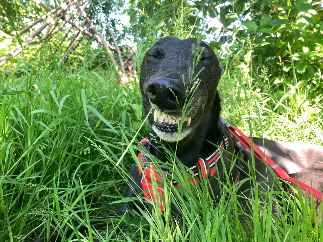 Alberto enjoying some summer grass. | Scrolller