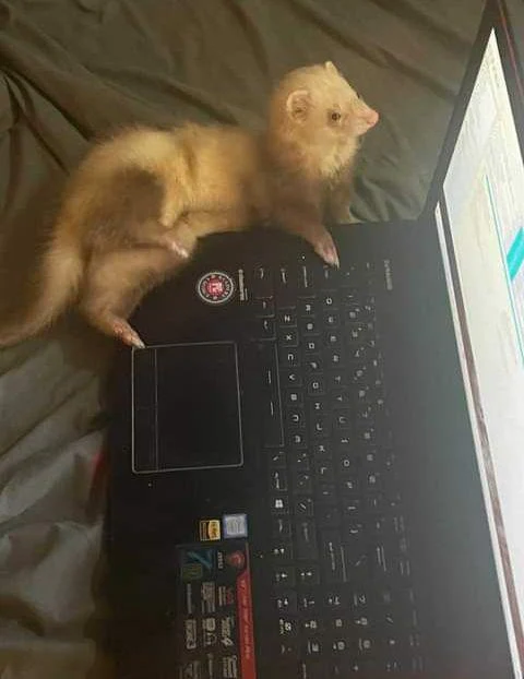 Lazlo the business ferret!! | Scrolller