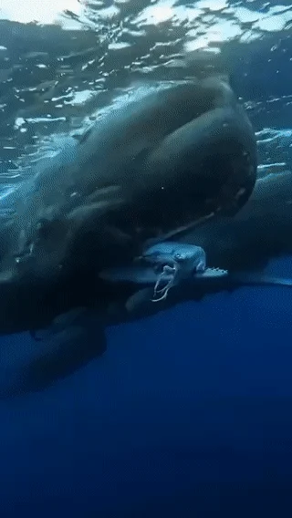 🔥 A sperm whale with the remains of a giant squid in its jaws | Scrolller
