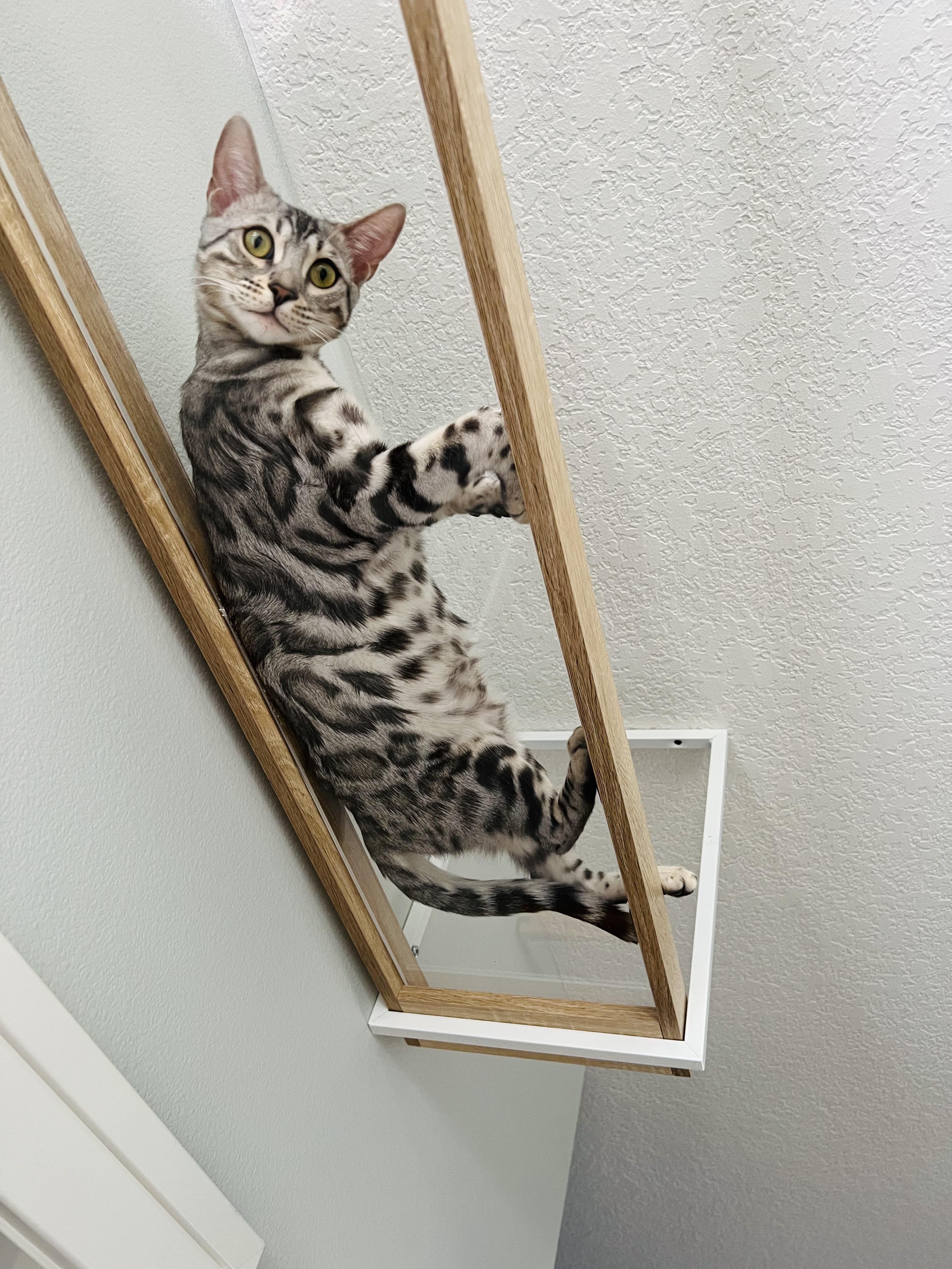 Supermodel on her cat walk | Scrolller