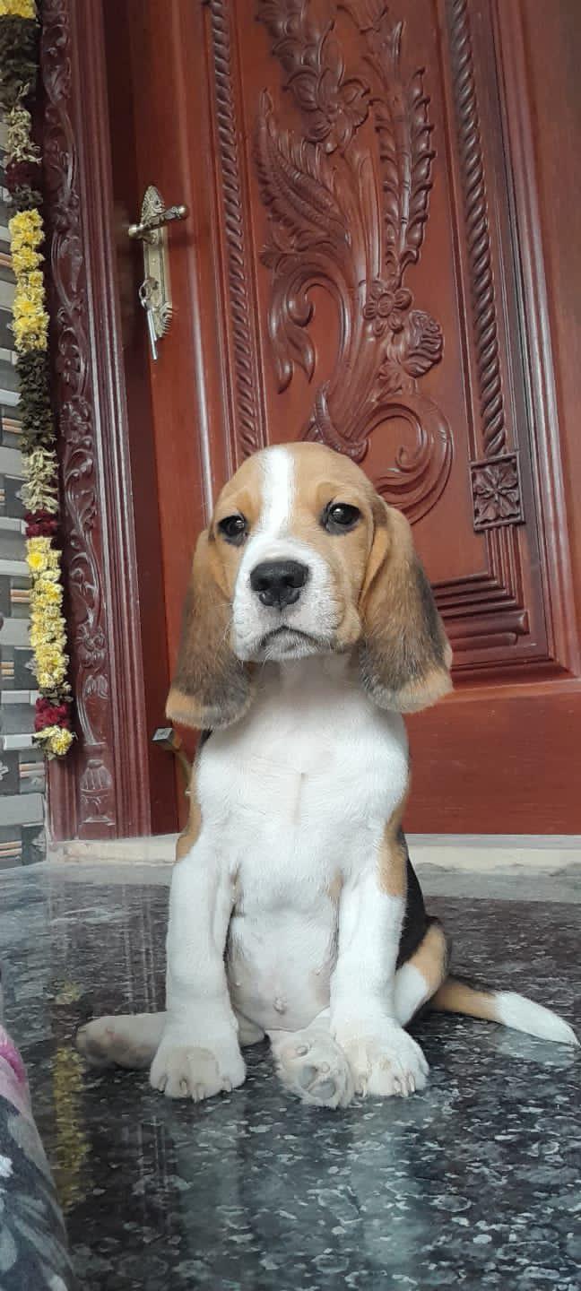 Sir pupper | Scrolller