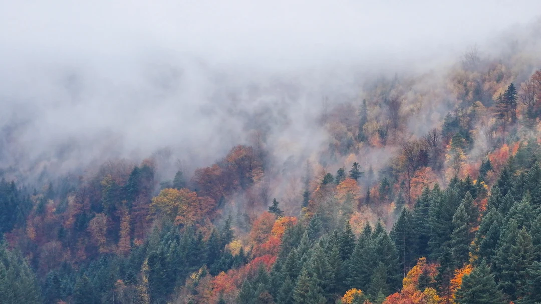 Foggy evening in Black Forest, Germany [4000 x 2250] [OC] | Scrolller