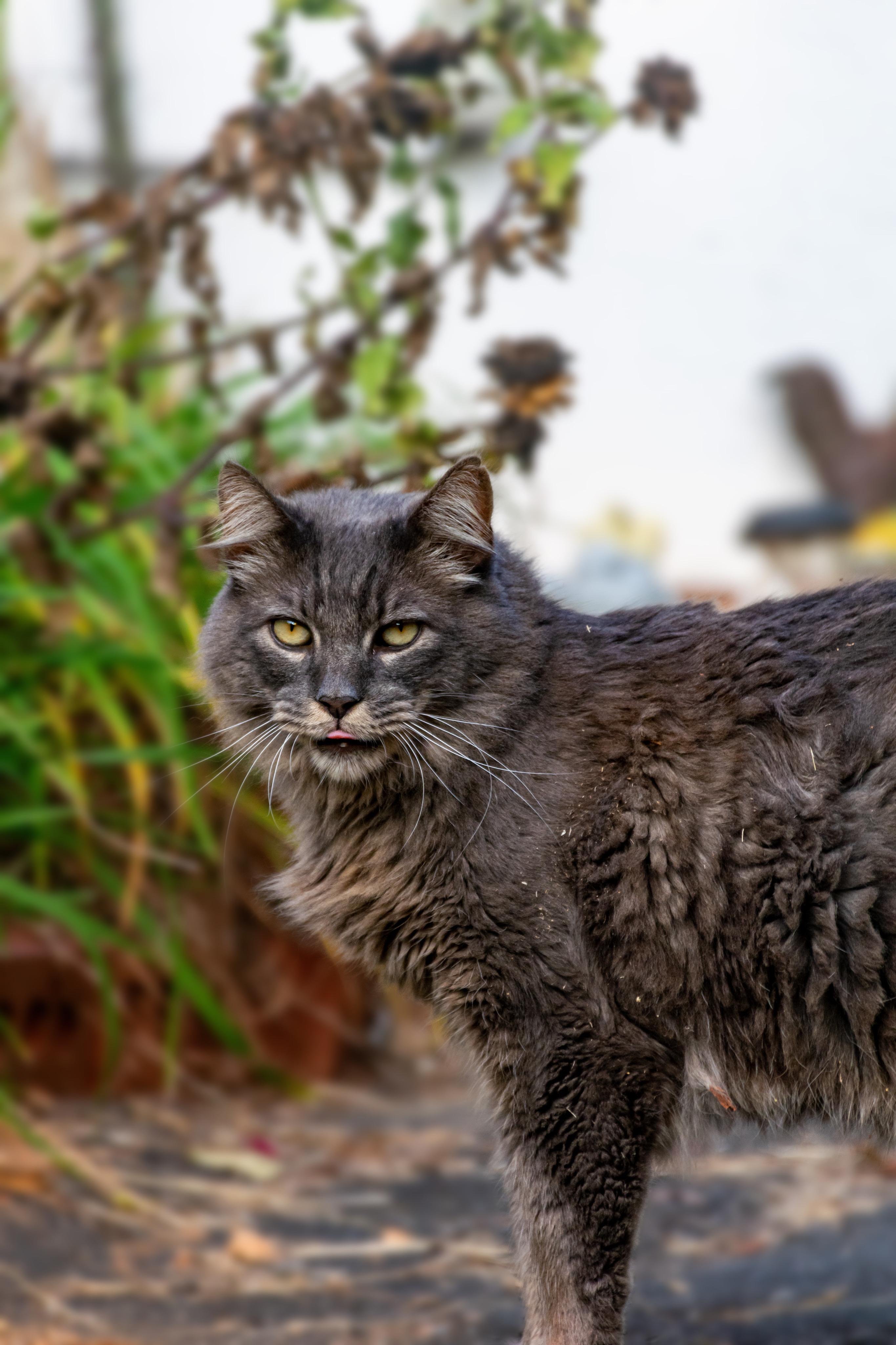 Perfectly timed Blep | Scrolller