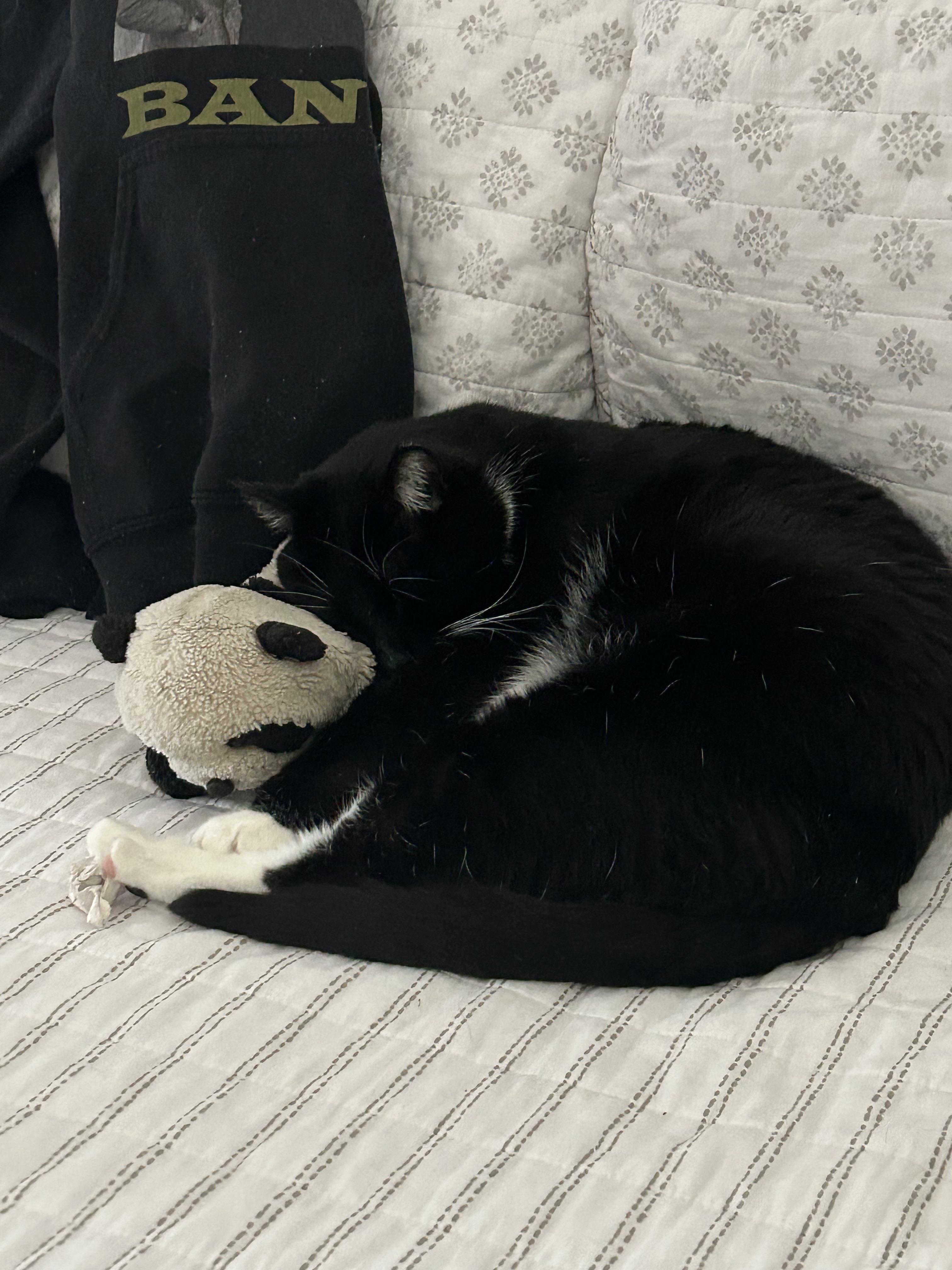 tuxedo cats ️ pandas | Scrolller