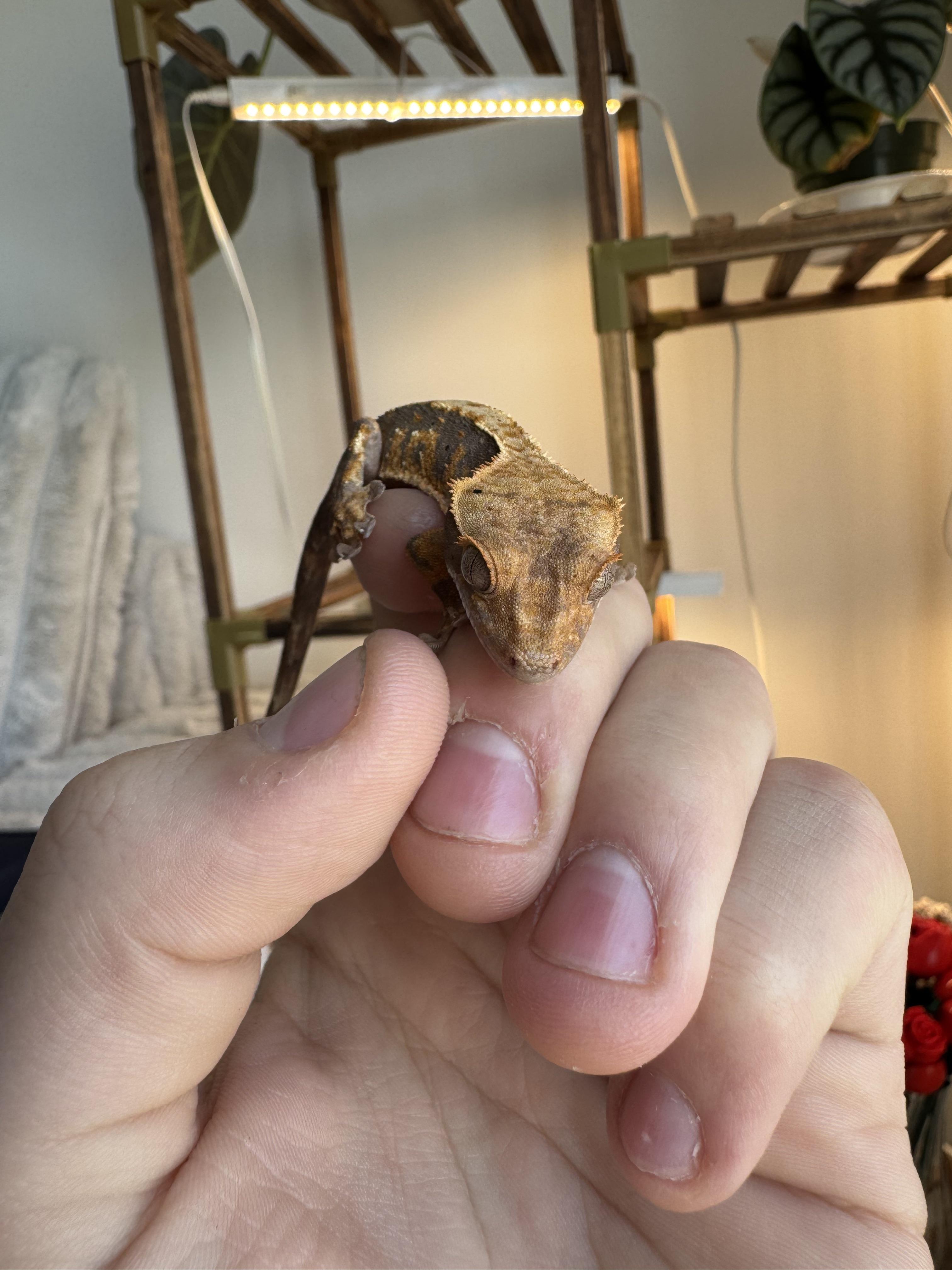 Morph confirmation? | Scrolller