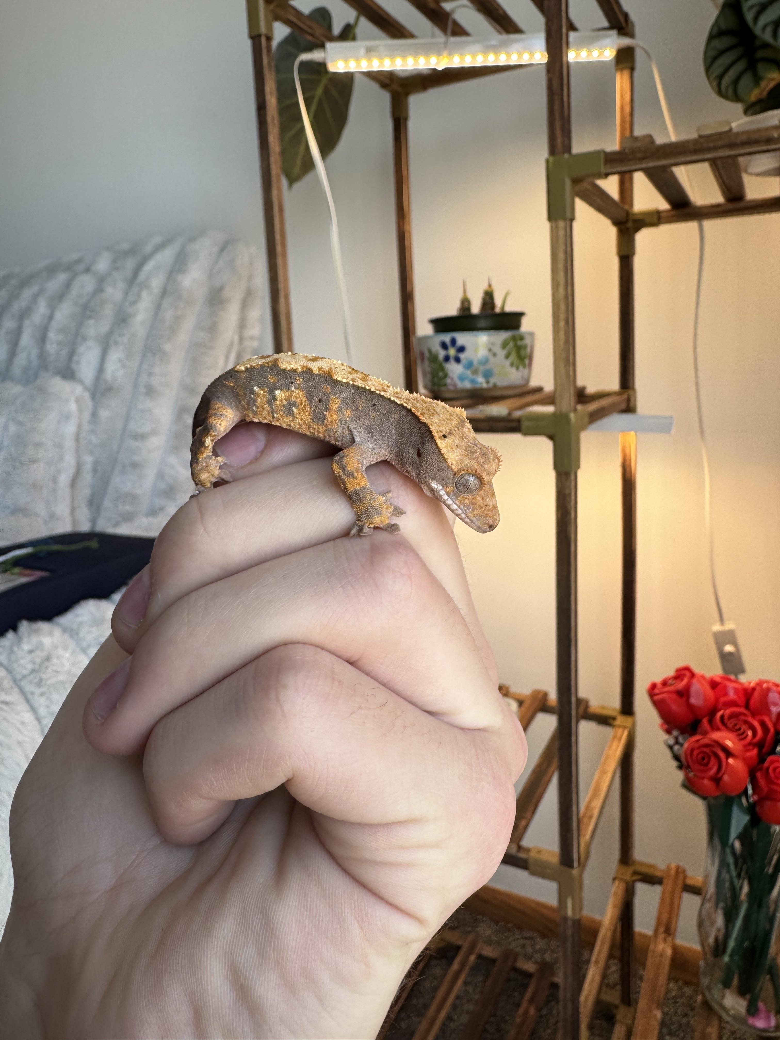 Morph confirmation? | Scrolller