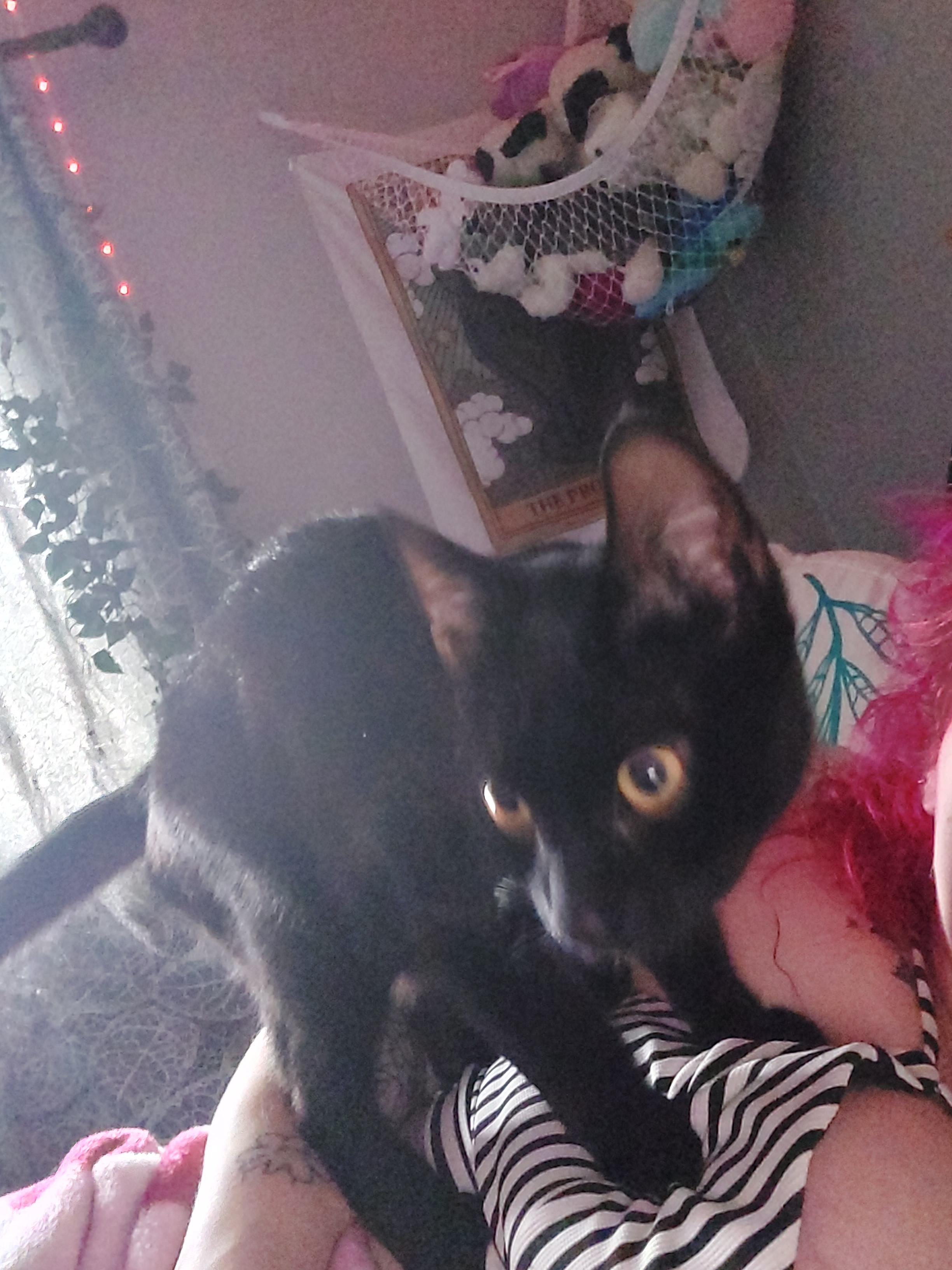 Here is my Void Anubis, he is chonk and long and loves cheese (occasionally as a rare treat) and ...