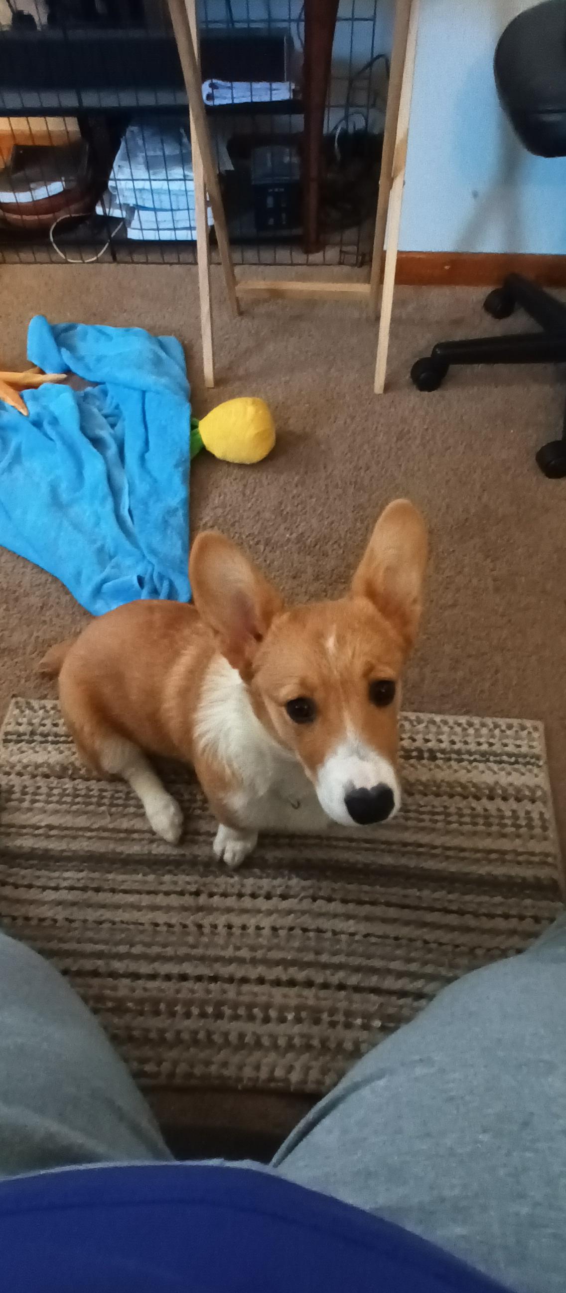 Discover more like Corgi: Feeding question and Related Content | Scrolller