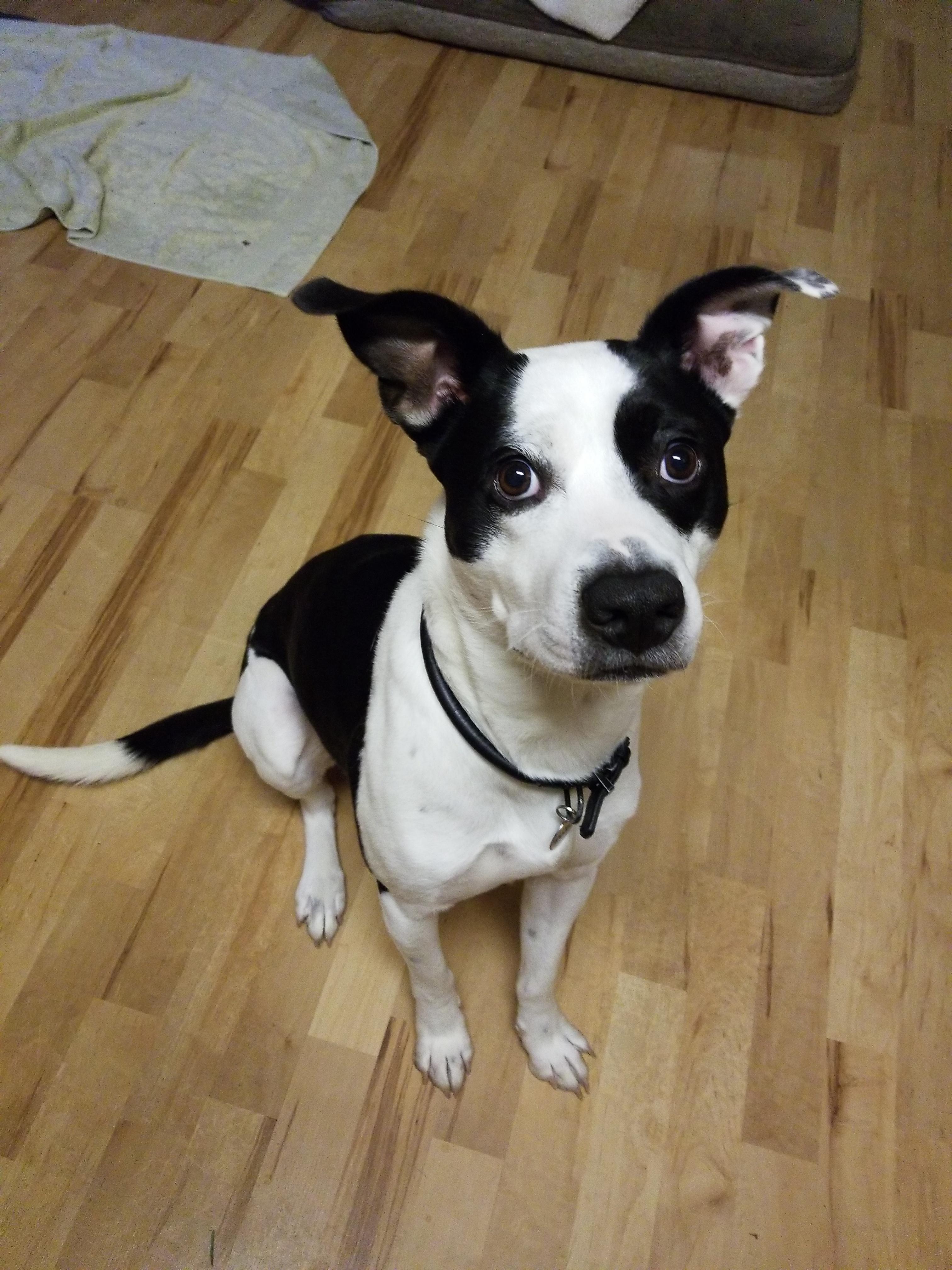 National Mutt Day: Toby! | Scrolller