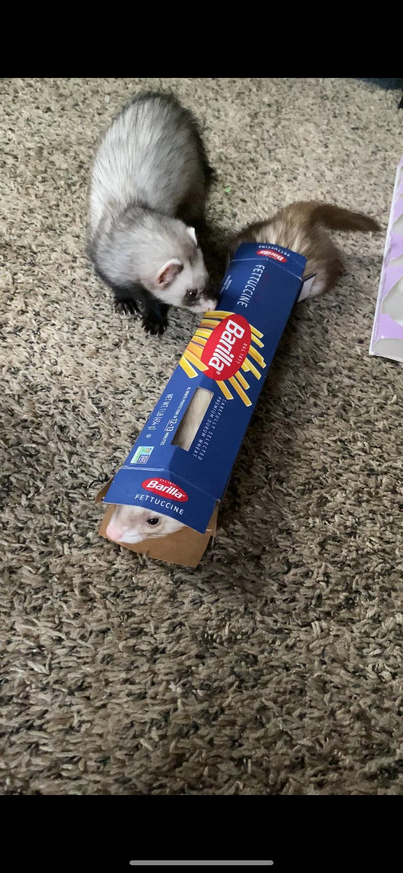 Fettuccine Ferret | Scrolller