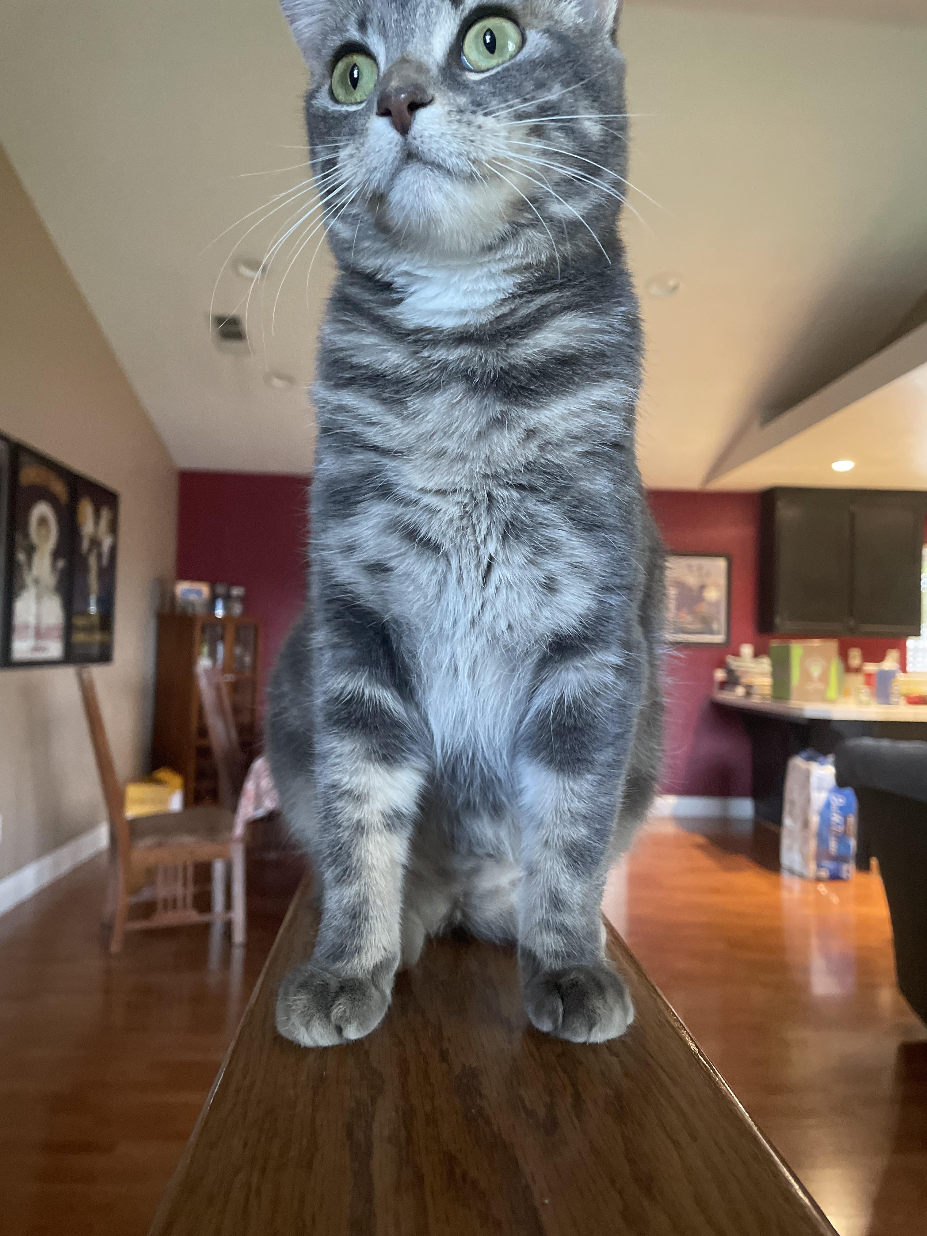 This is Marti, my gremlin | Scrolller