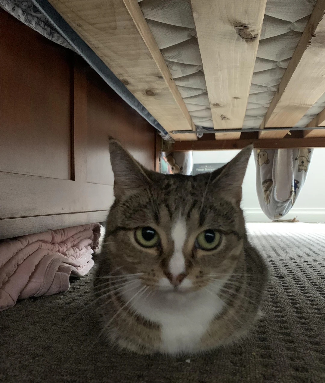 Under the bed loaf | Scrolller