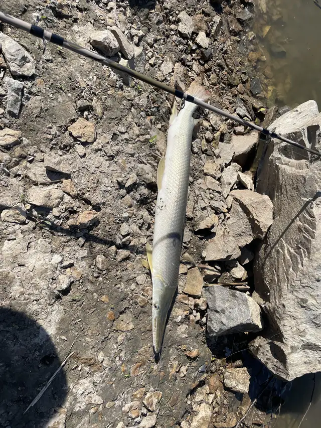 Is this an alligator gar? | Scrolller