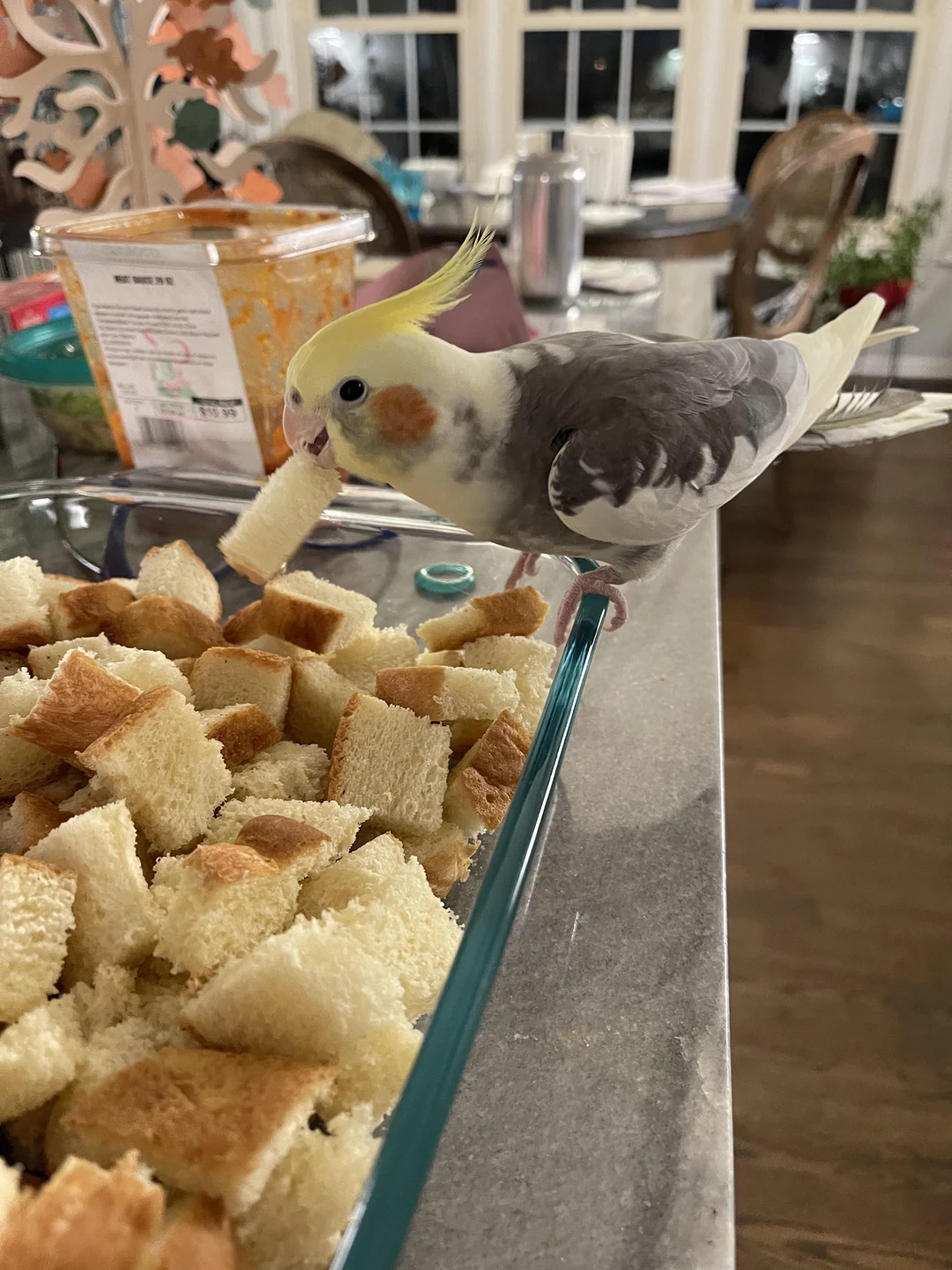 American Birb stuffing itself in preparation for Thanksgiving. | Scrolller