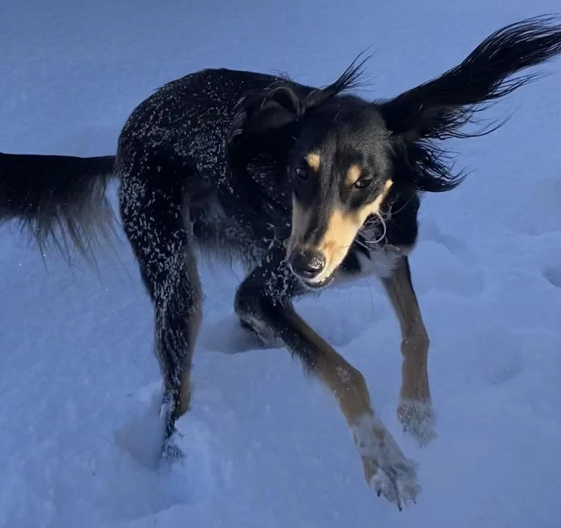 My saluki being a derp in the snow | Scrolller