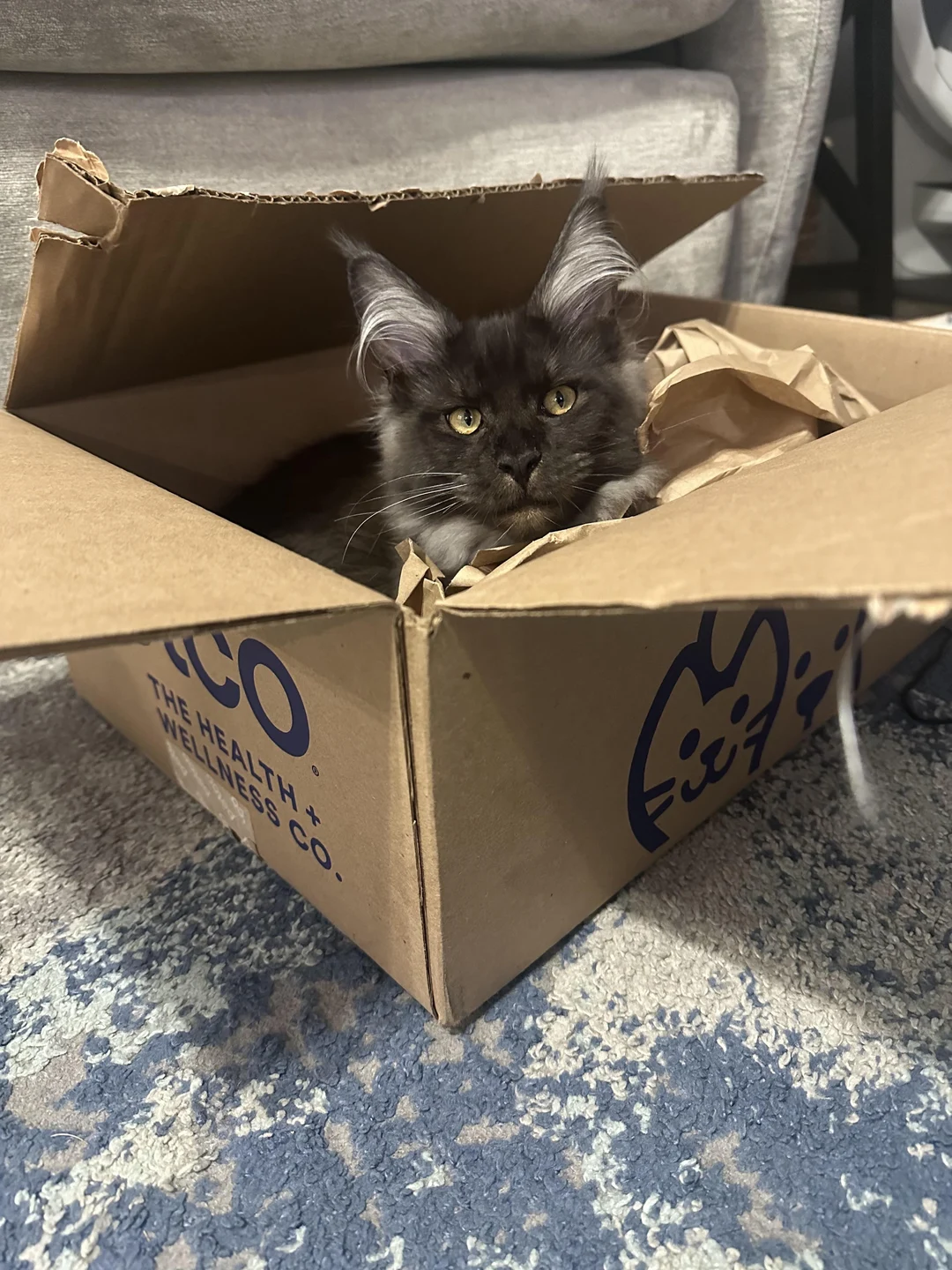 Kitten is stubborn with his wet food | Scrolller