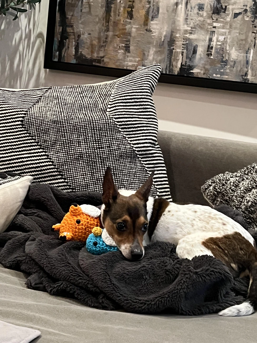 Sweet Shay | Scrolller